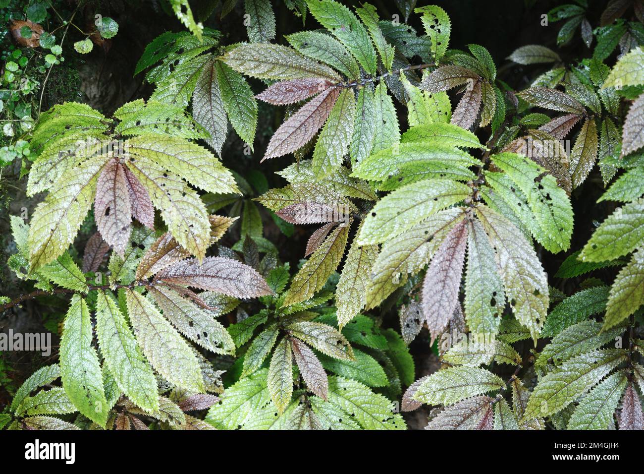 Elatostema rugosum hi-res stock photography and images - Alamy