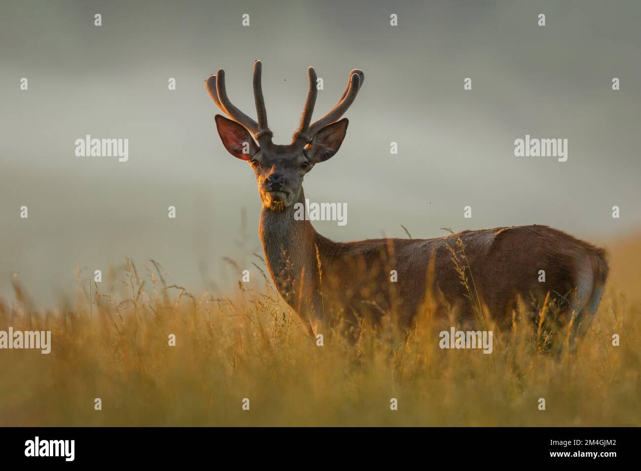 Young red deer standing in the high grass. Animal lit by morning sun ...