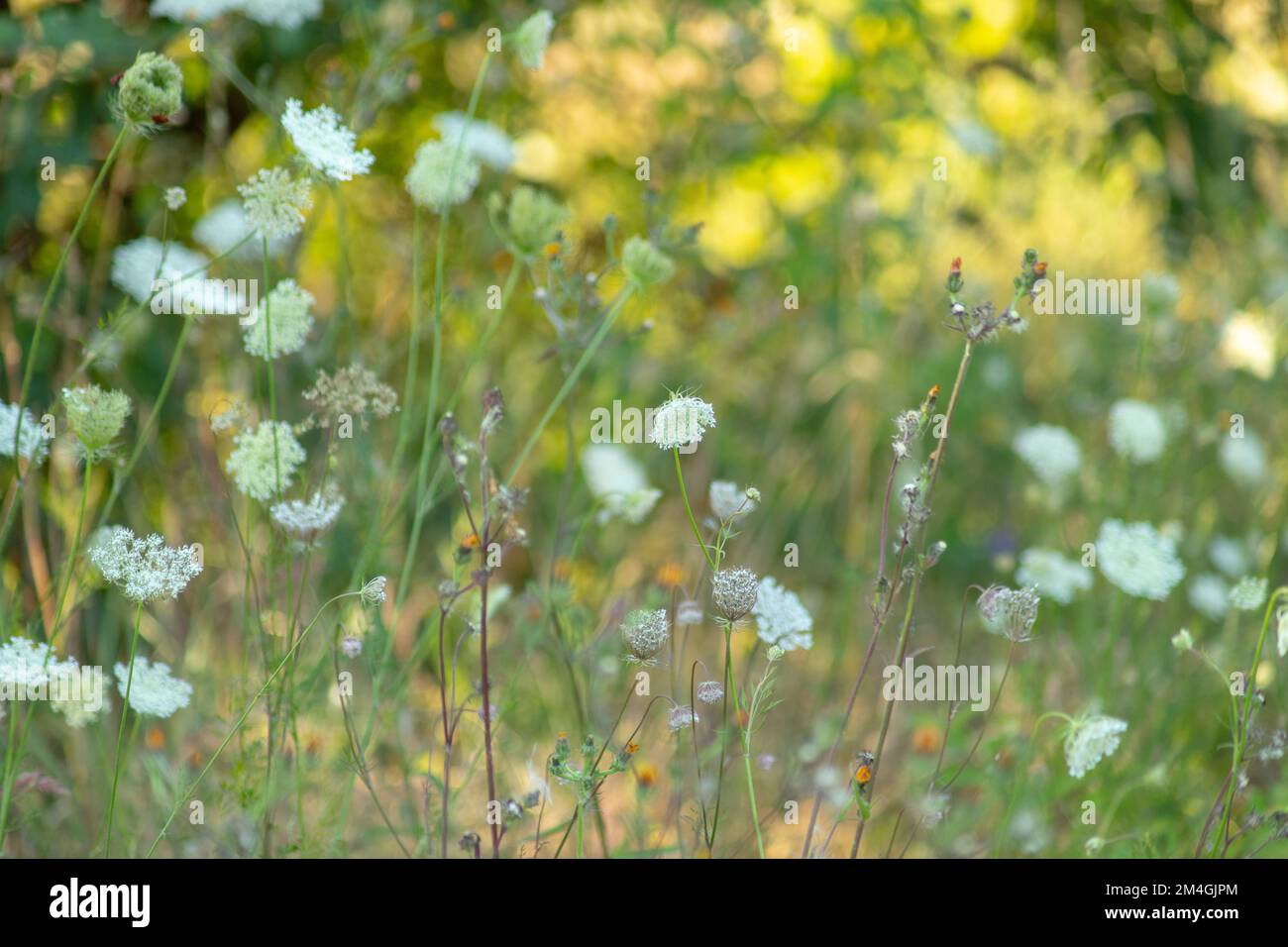 A close up of a flower. High quality photo Stock Photo - Alamy