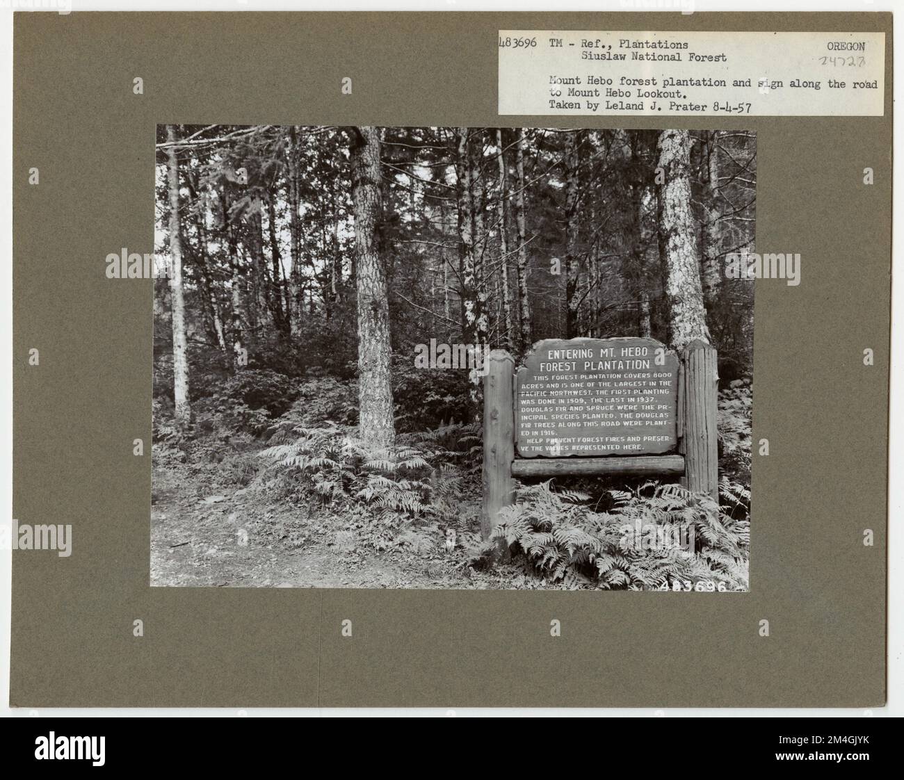 Reforestation: Plantation - Oregon. Photographs Relating to National ...