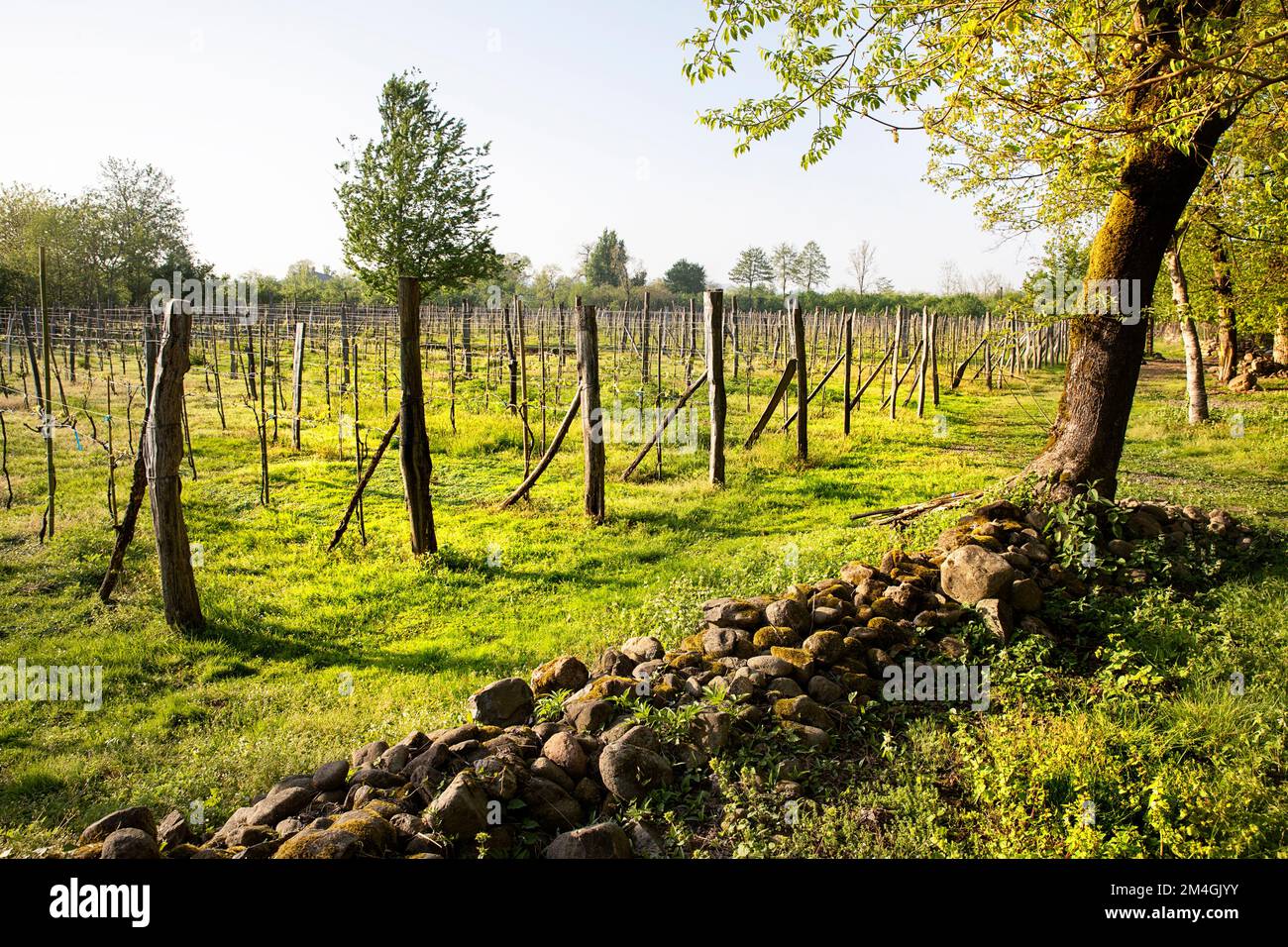 Small vineyard of Menabde Winery near Ozurgeti city in Guria region ...