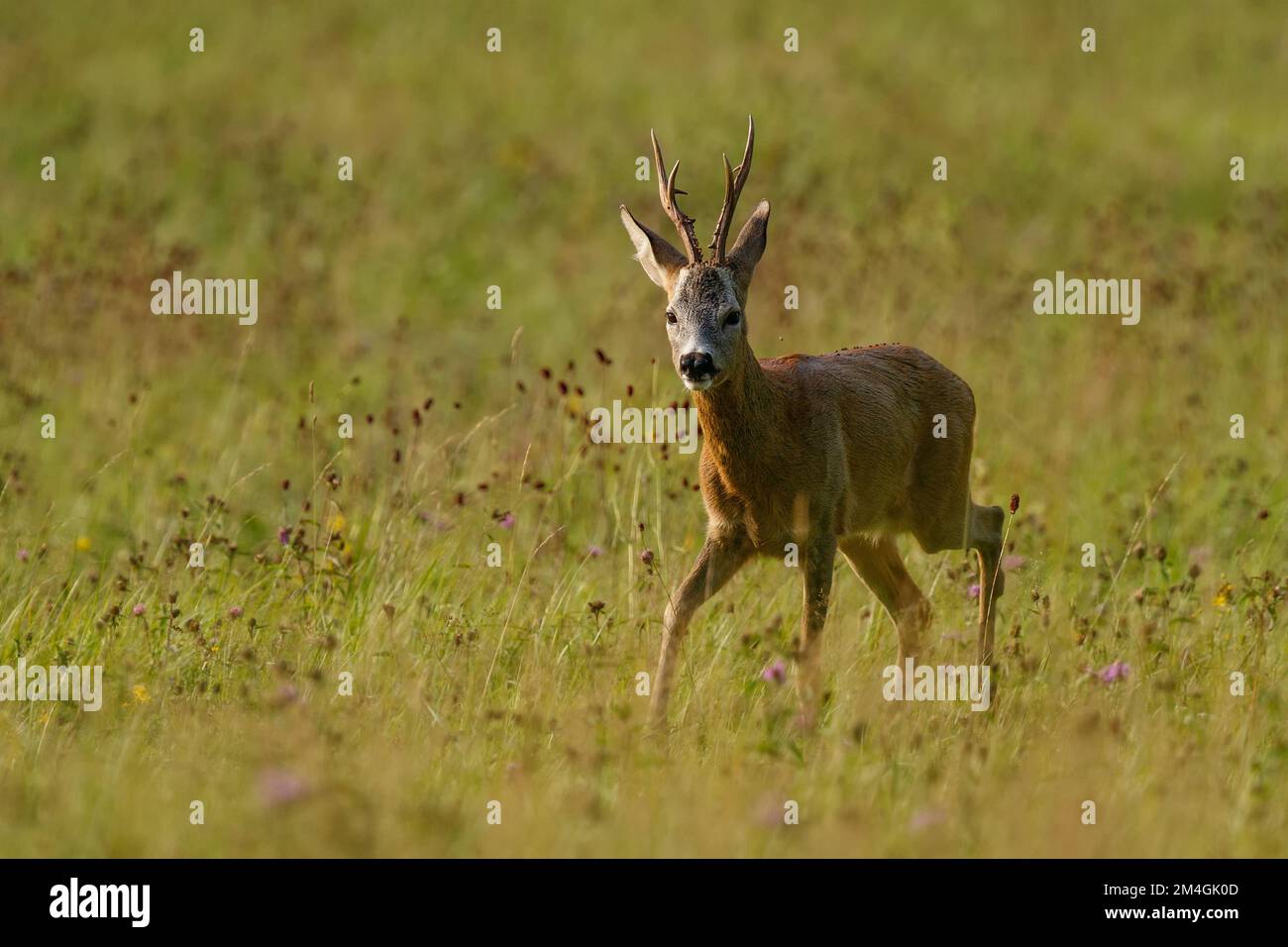 Running roe deer buck. Animal in the meadow. Abnormal antlers. Wildlife ...