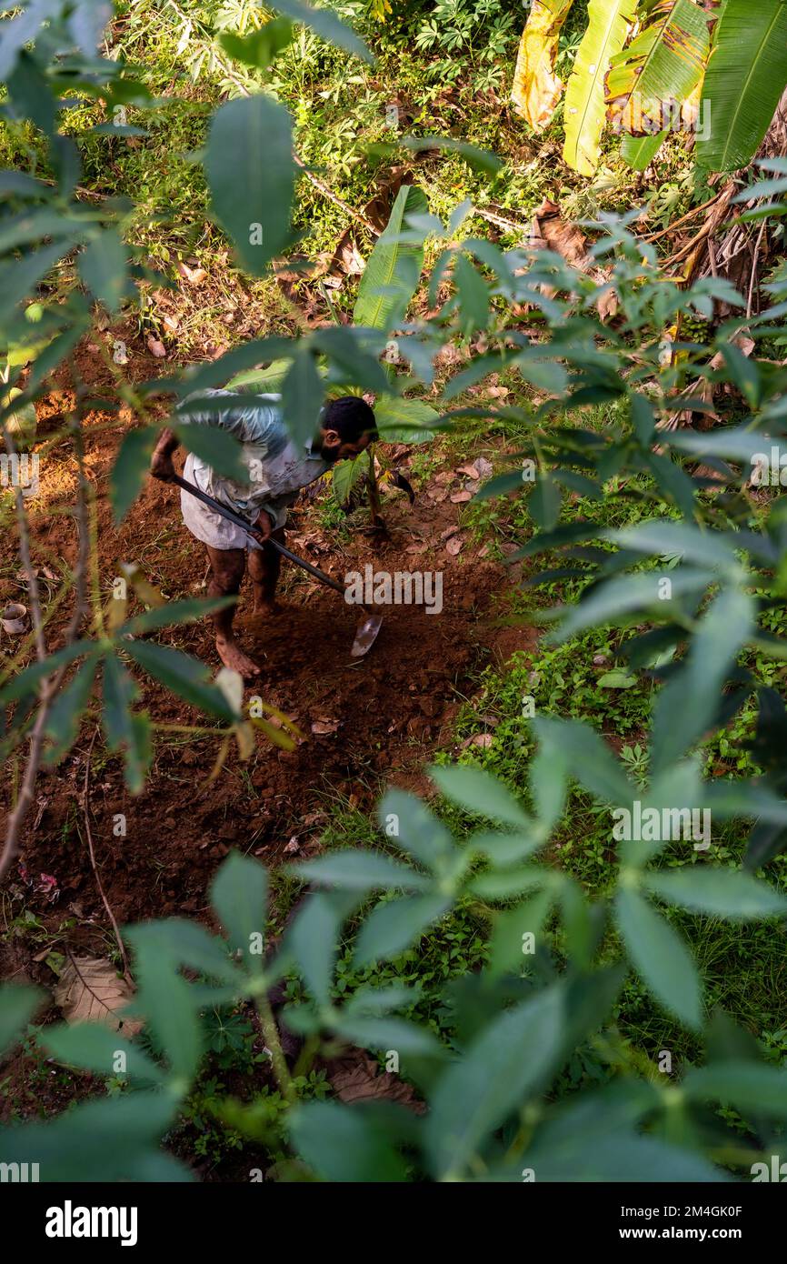 A farmer in Kerala at work in his land Stock Photo - Alamy