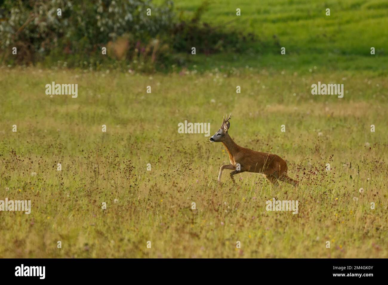 Running roe deer buck. Animal in the meadow. Abnormal antlers. Wildlife ...