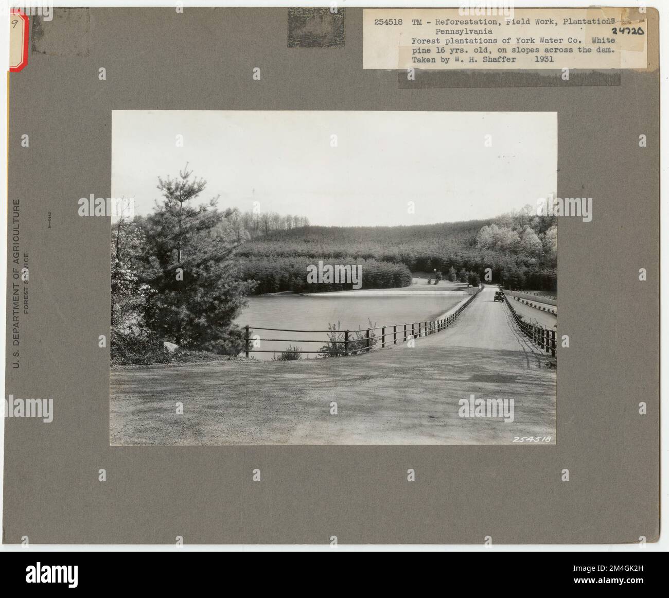 Reforestation: Plantations - Pennsylvania. Photographs Relating to ...