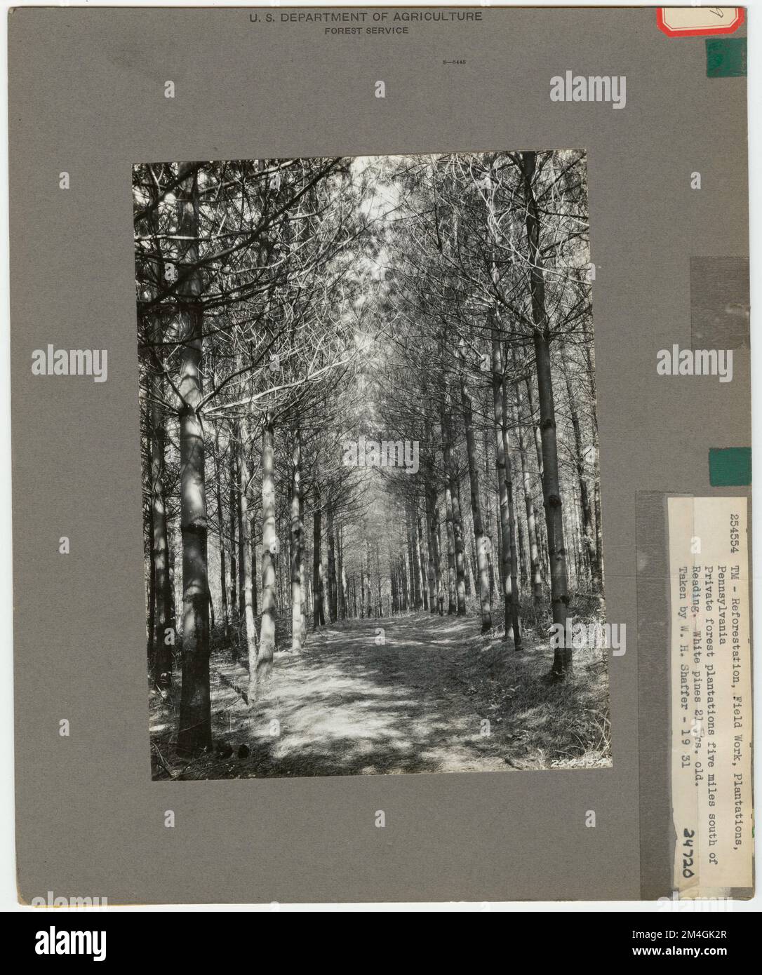 Reforestation: Plantations - Pennsylvania. Photographs Relating to ...