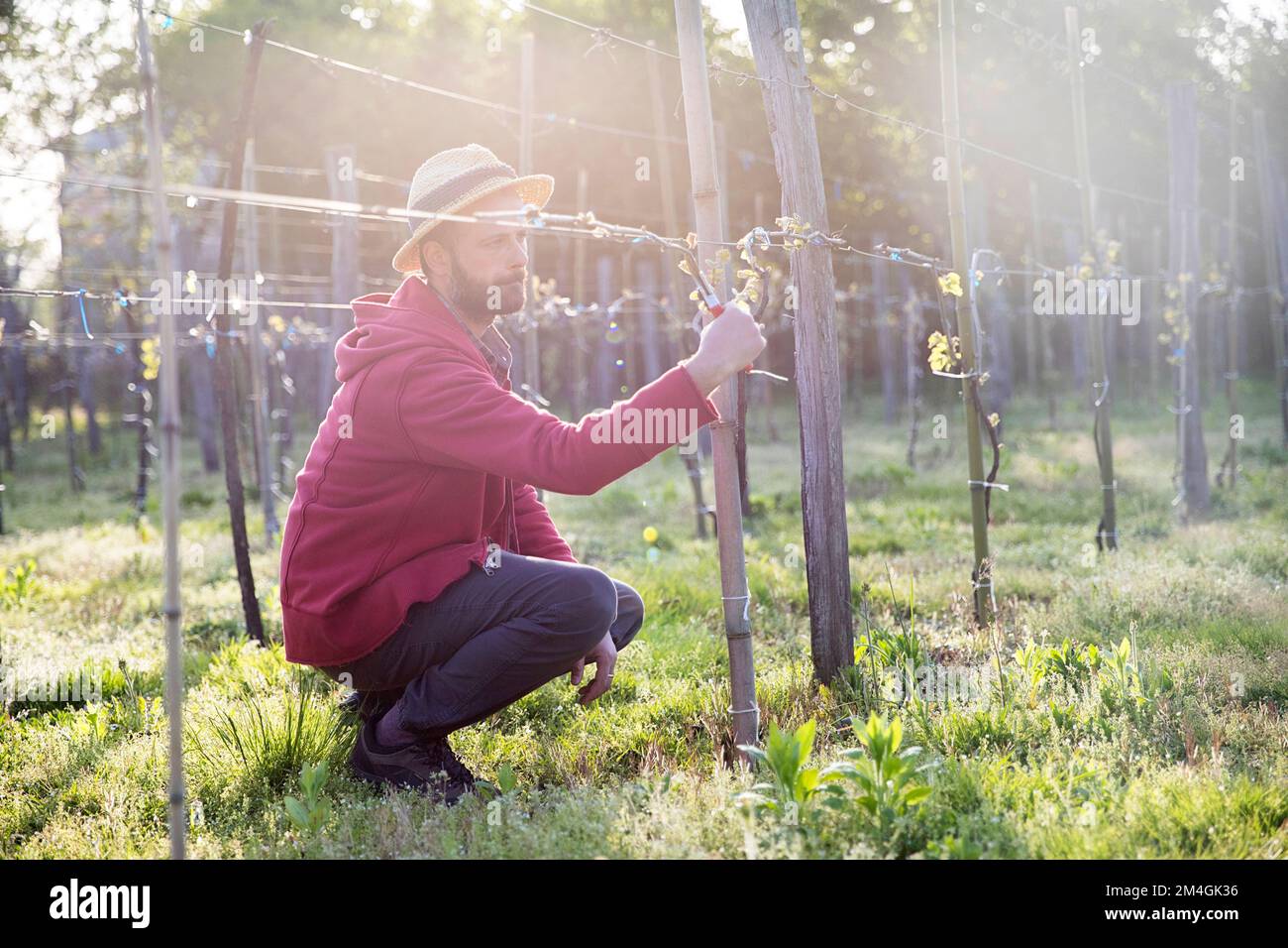 The owner of Menabde Winery near Ozurgeti city in Guria region taking ...