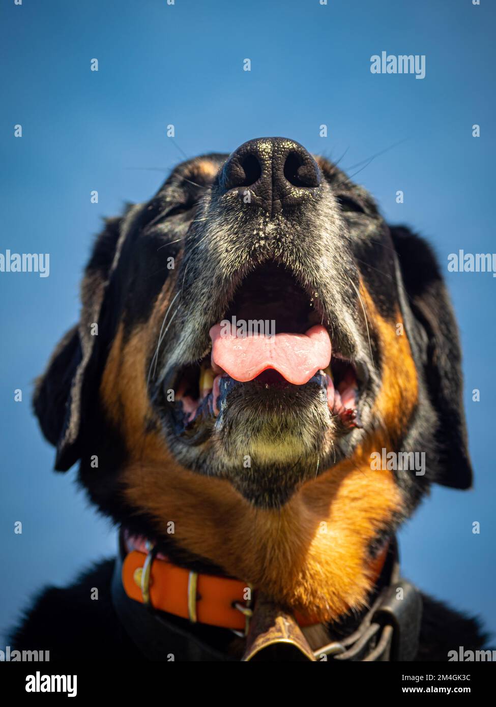 Beautiful mix breed dog in the forest - Mix between Beauceron and ...