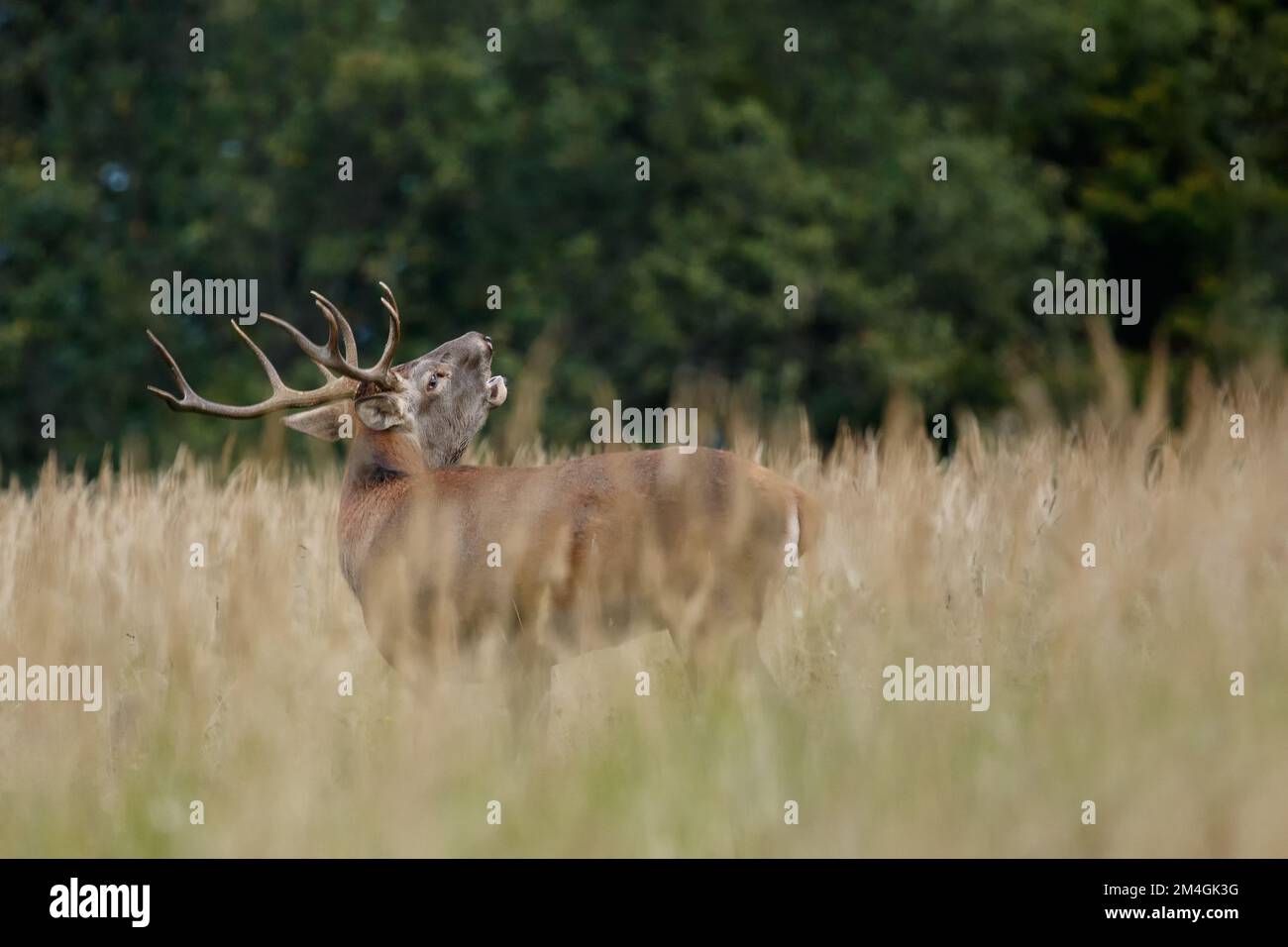 Red deer stag roaring in the high grass. Red deer with large antlers ...