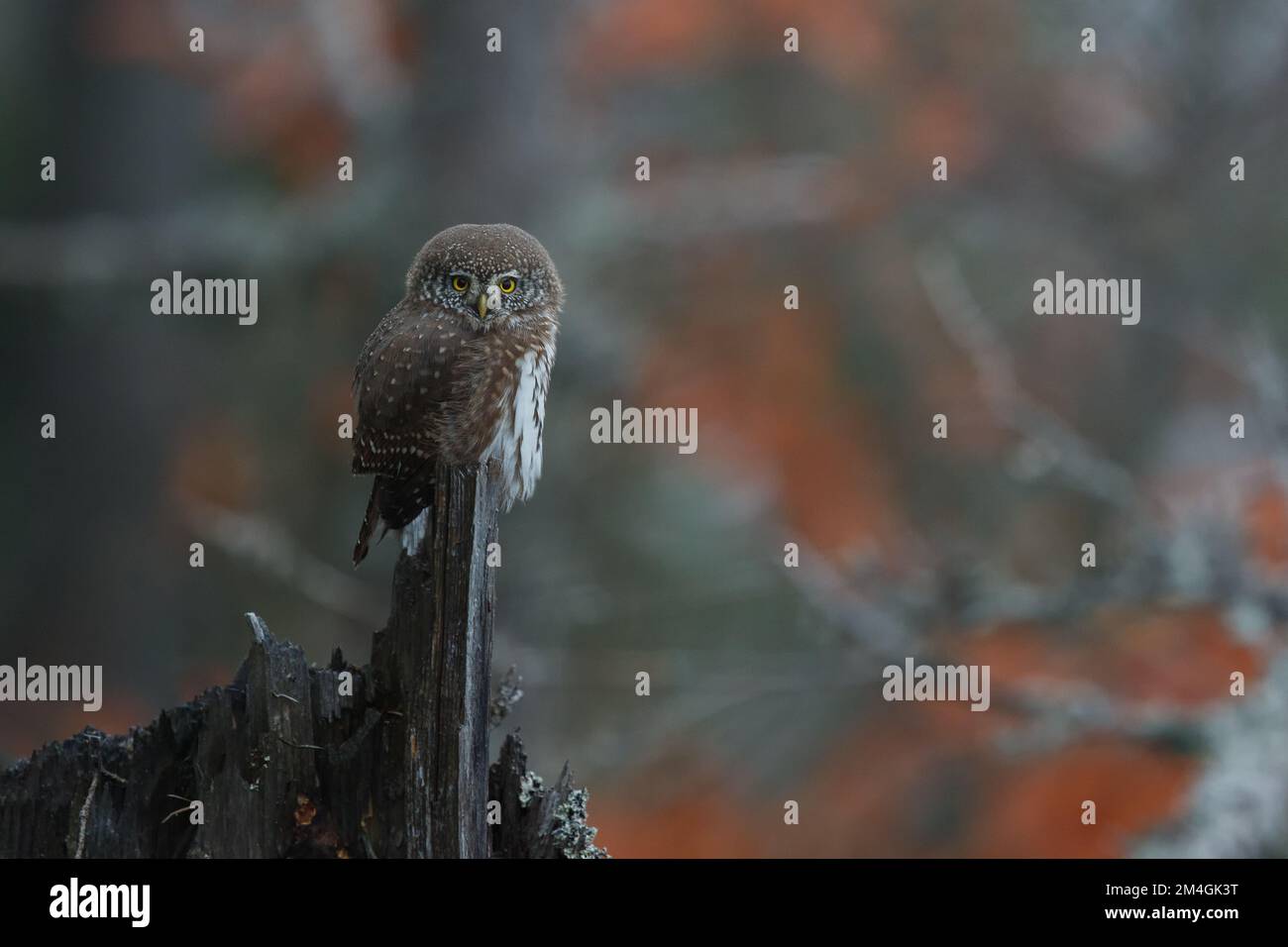 Portrait of cute little owl sitting on the branch in rain. Eurasian ...