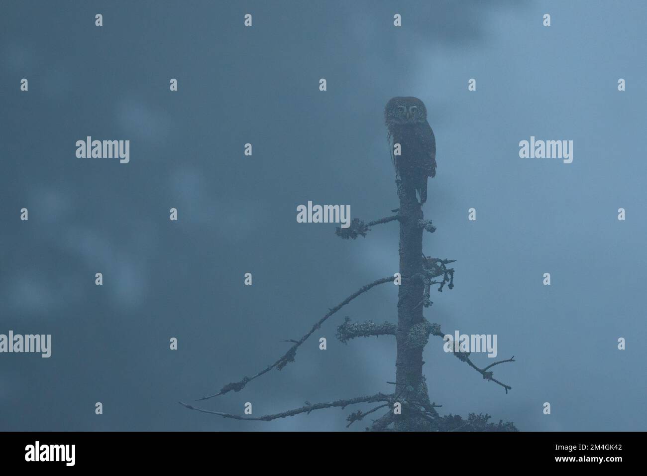 Portrait of cute little owl sitting on the branch in rain. Eurasian ...