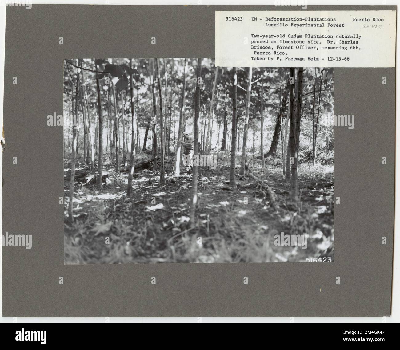 Reforestation: Plantations - Puerto Rico. Photographs Relating to ...