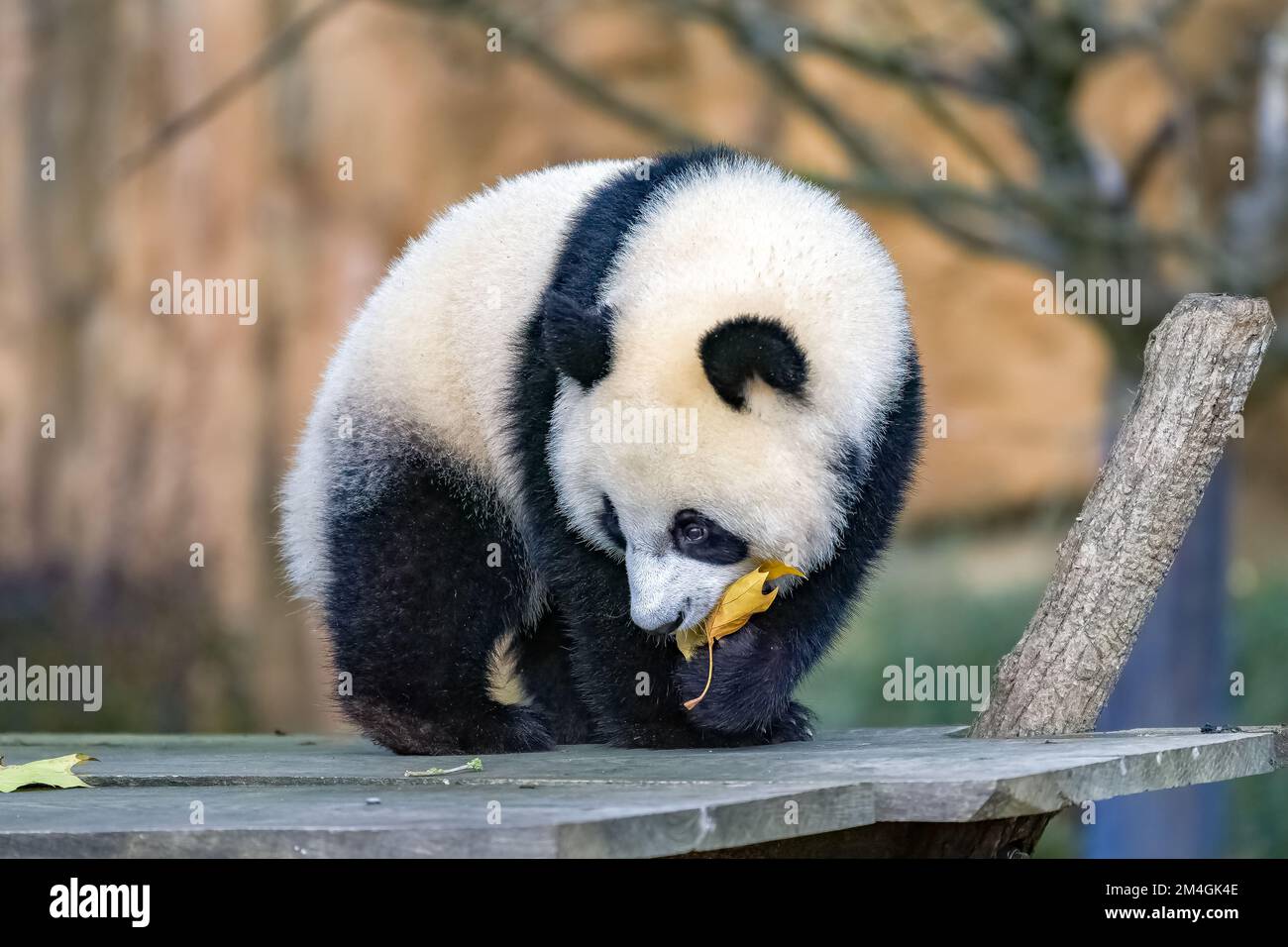 A giant panda, a cute baby panda playing with an autumn leaf, funny ...