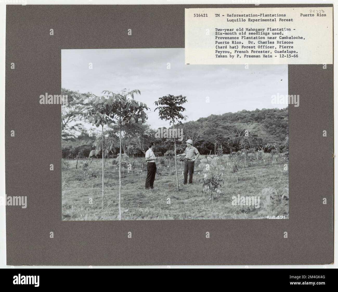 Reforestation: Plantations - Puerto Rico. Photographs Relating to ...
