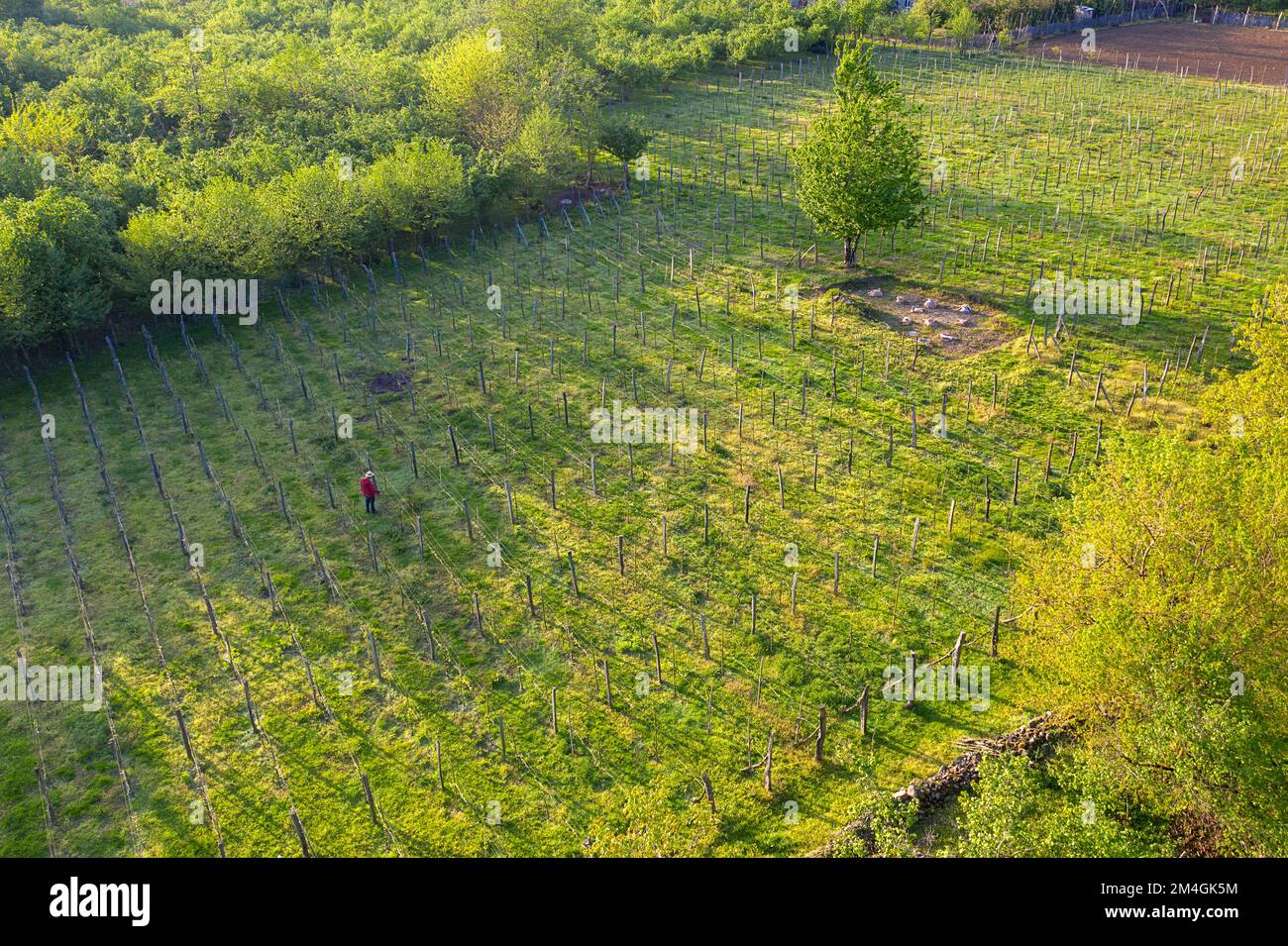 Aerial view of a small vineyard of Menabde Winery near Ozurgeti city in ...