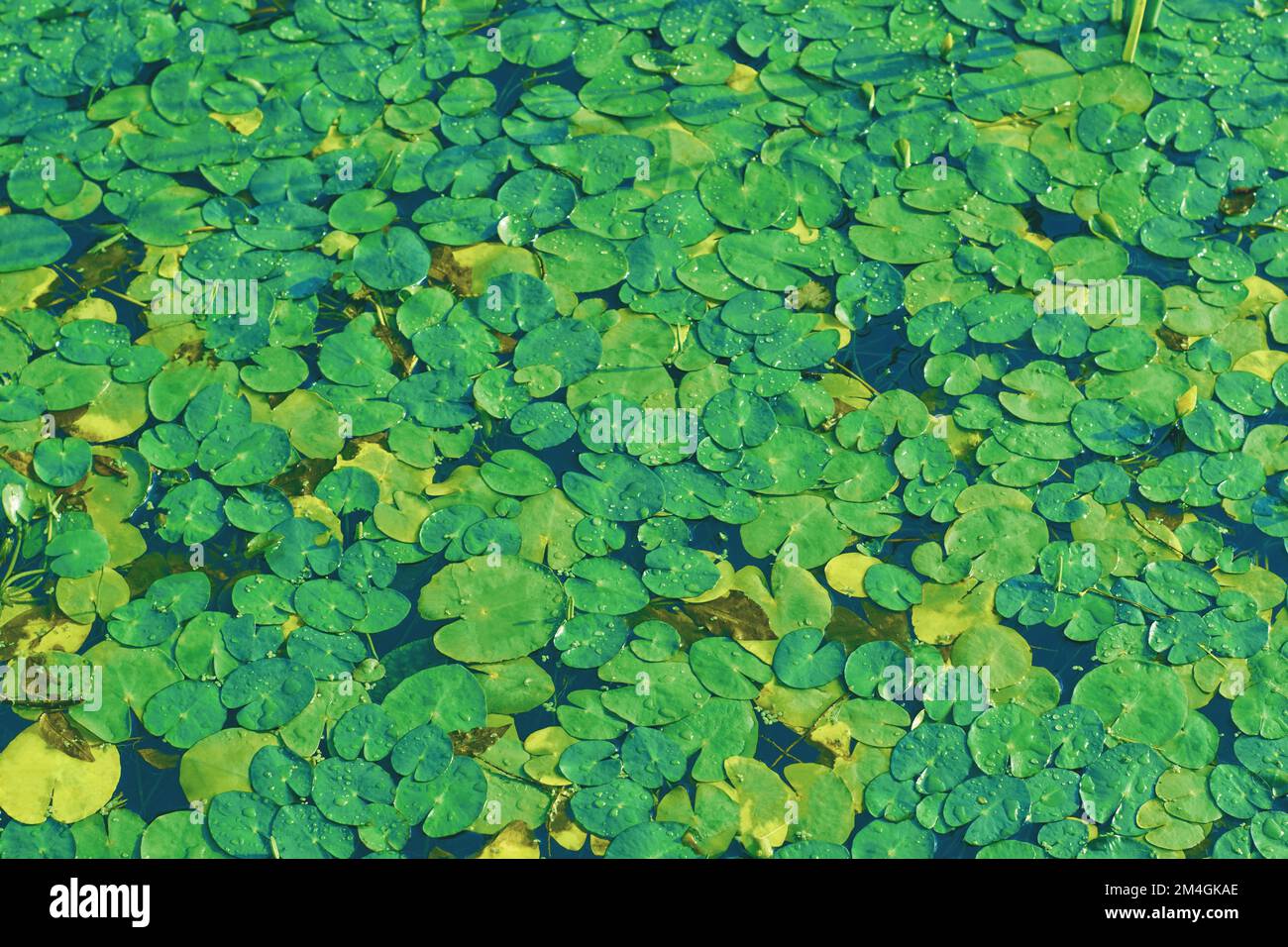 Nymphoides peltana, bogweed, marsh flower, pitcher shield leaves in ...
