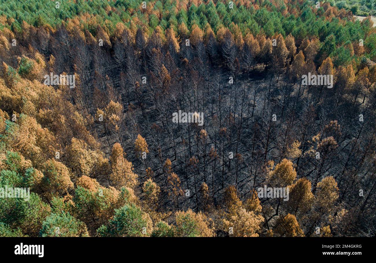 An aerial view of a burnt pine forest Stock Photo - Alamy