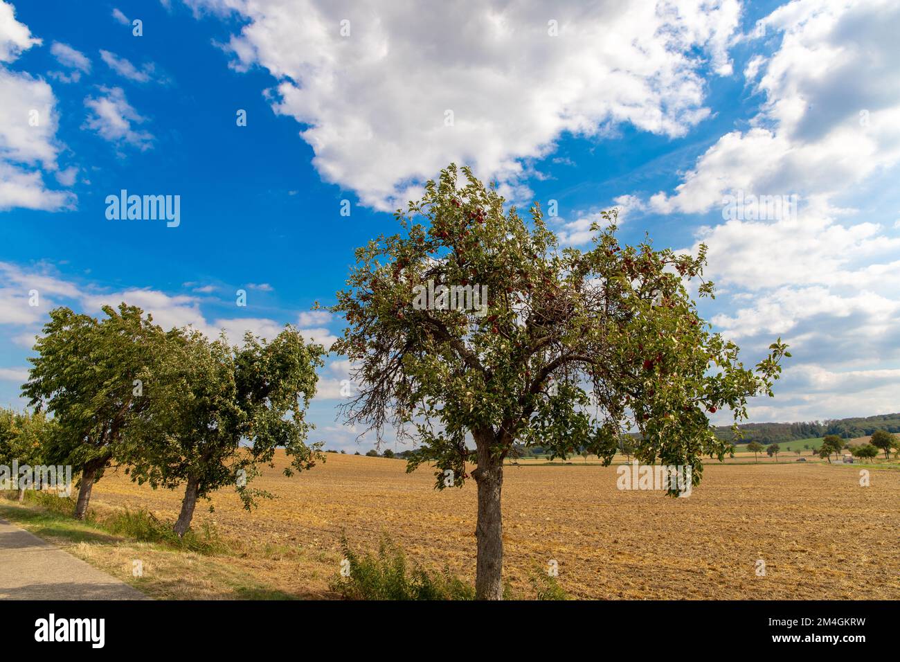 Dirt road with a traffic barrier and apple trees on the way away. High ...