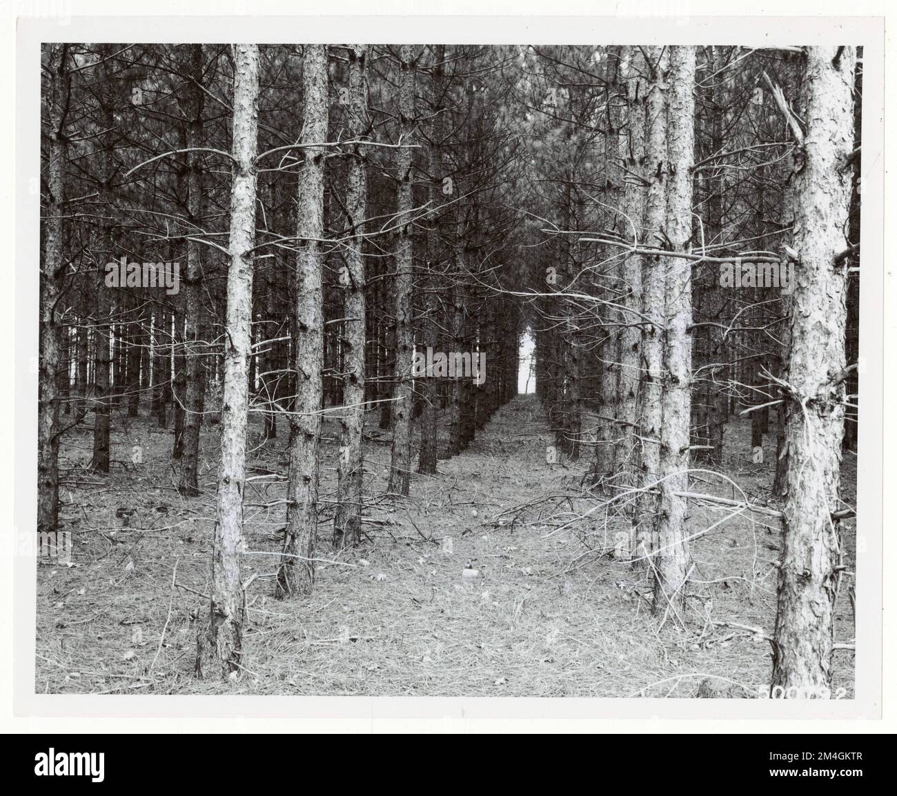 Reforestation: Plantations - Michigan. Photographs Relating to National ...