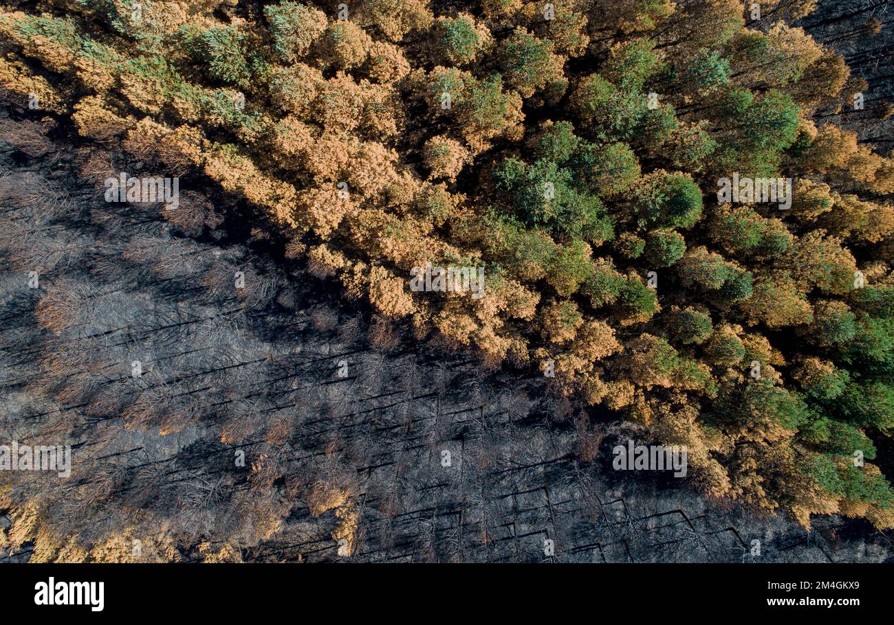 An aerial view of a burnt pine forest Stock Photo - Alamy