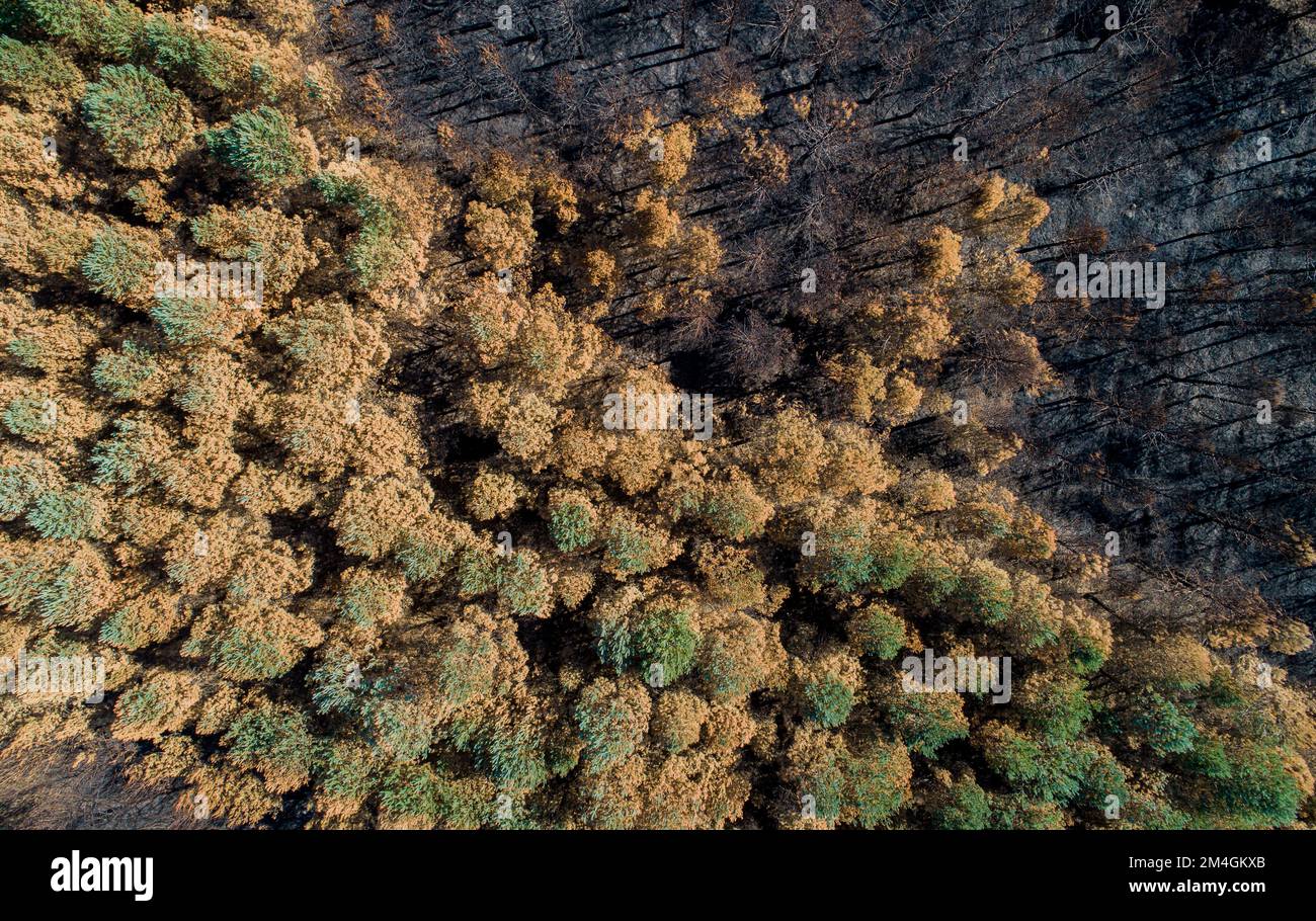 An aerial view of a forest burnt by forest fire Stock Photo - Alamy