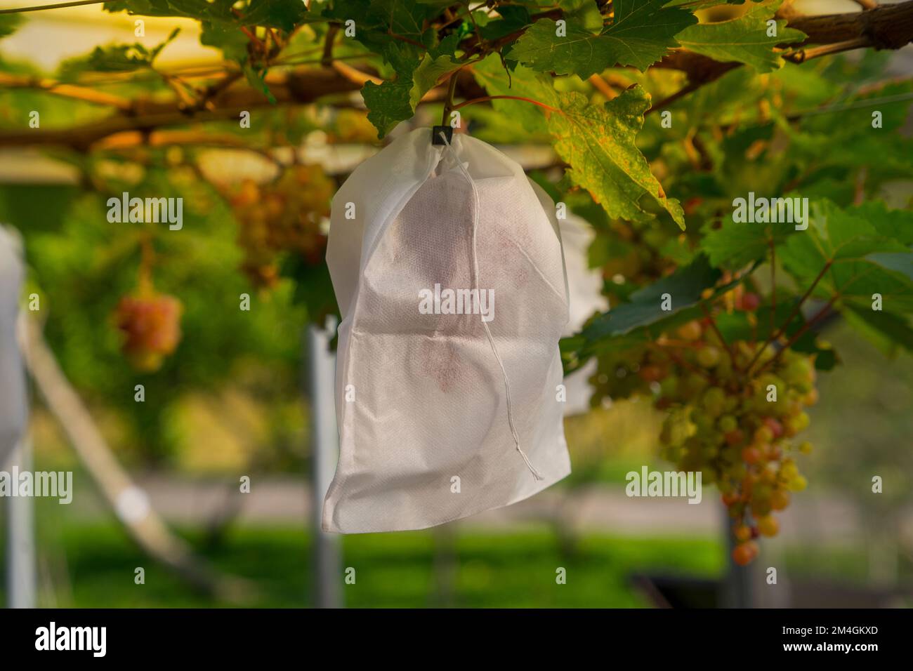 Insect anti bird mesh hi-res stock photography and images - Alamy