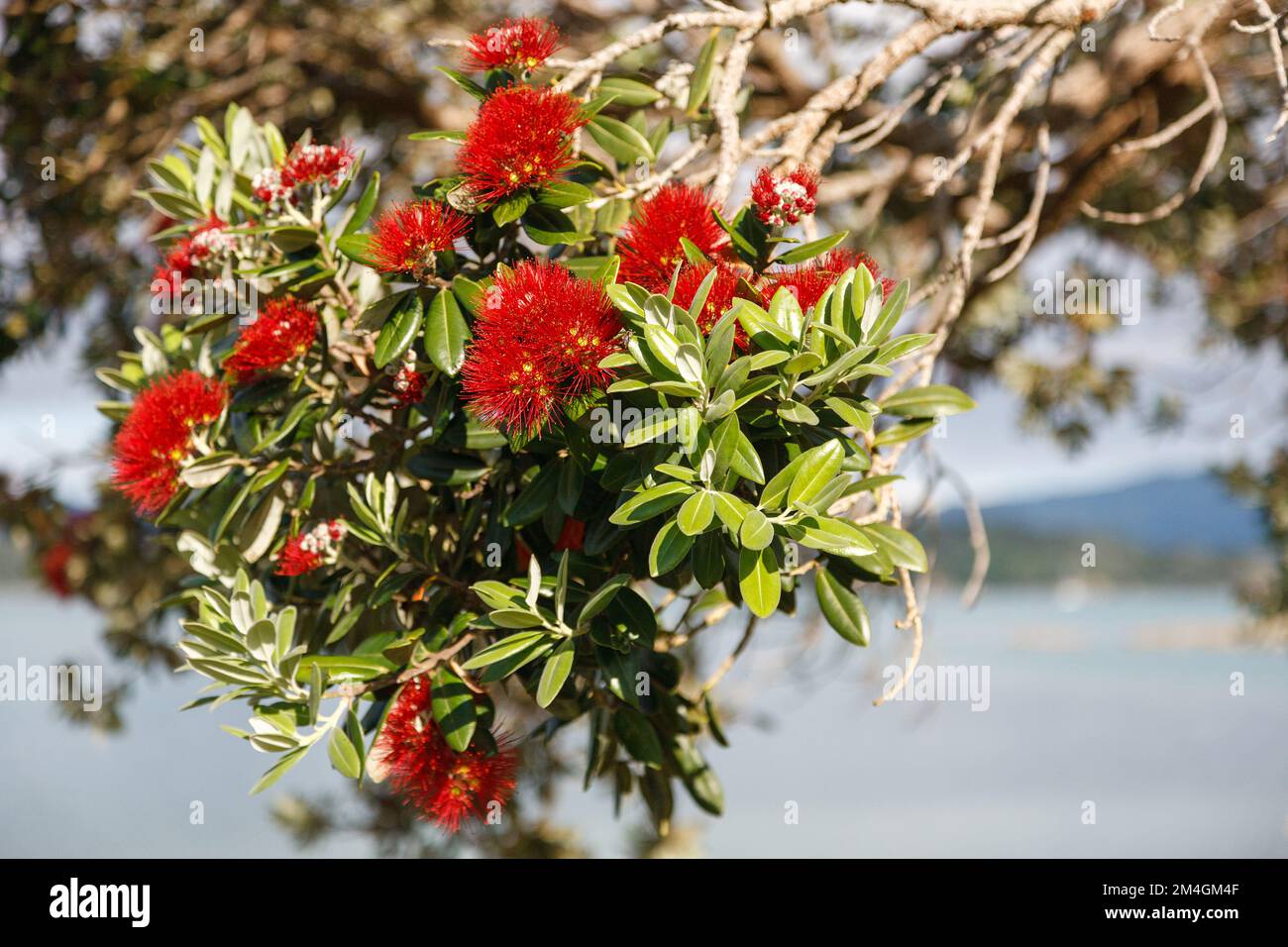 Pohutukawa,new zealand christmas tree Ngunguru northland north island ...