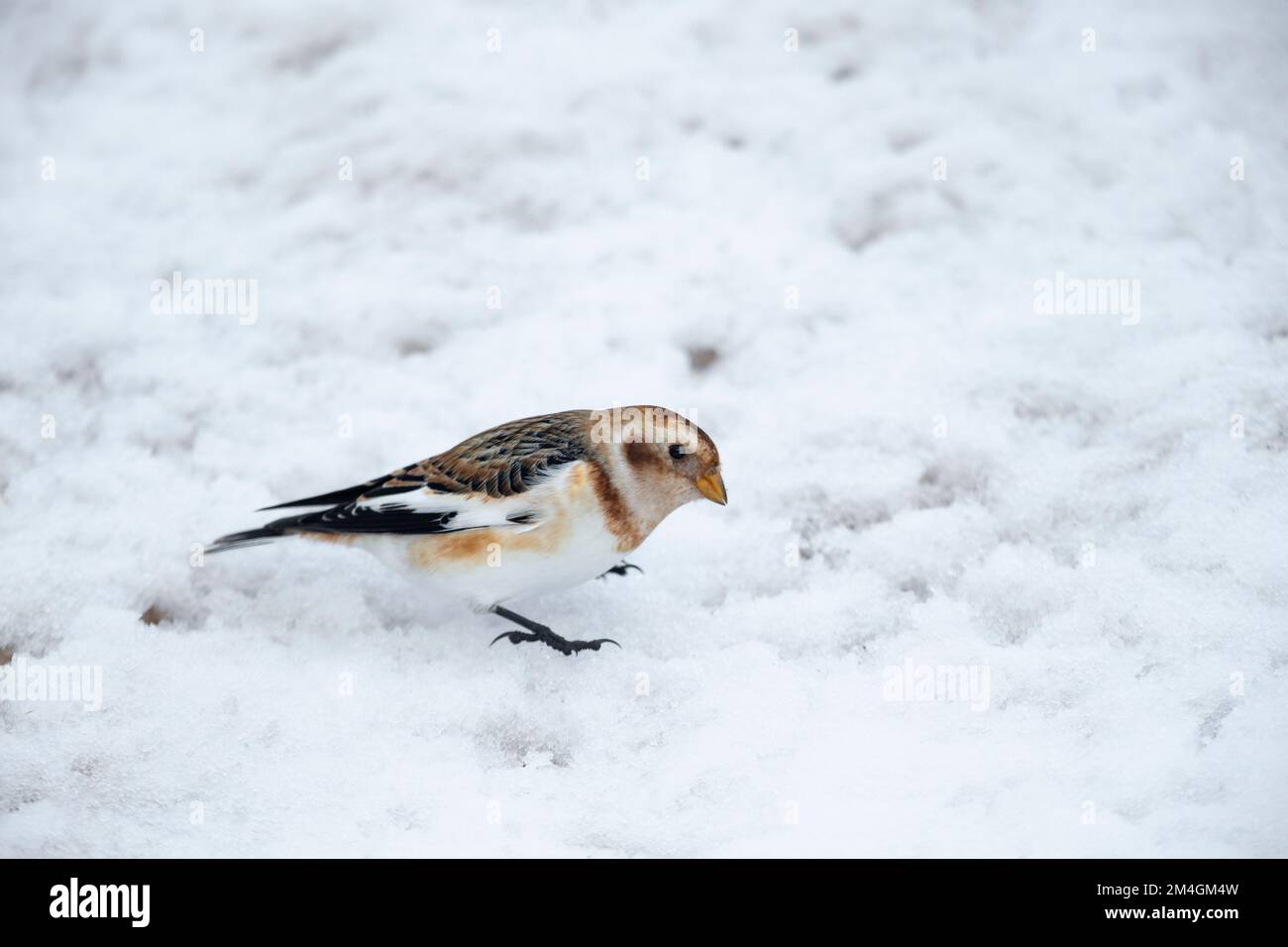 Snow bunting Plectrophenax nivalis, foraging in snow, Cairngorm Ski ...