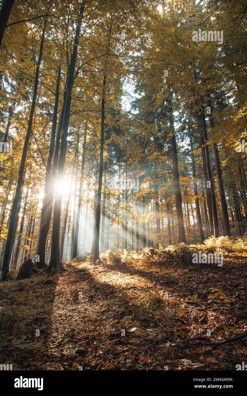 Morning sun breaks through the dark colourful and leafy forest, warming ...