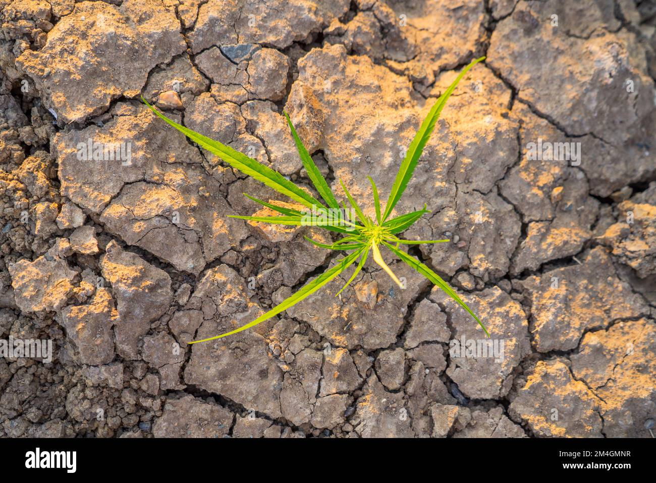 top view Young cannabis growing up on crack earth, Global warming theme ...