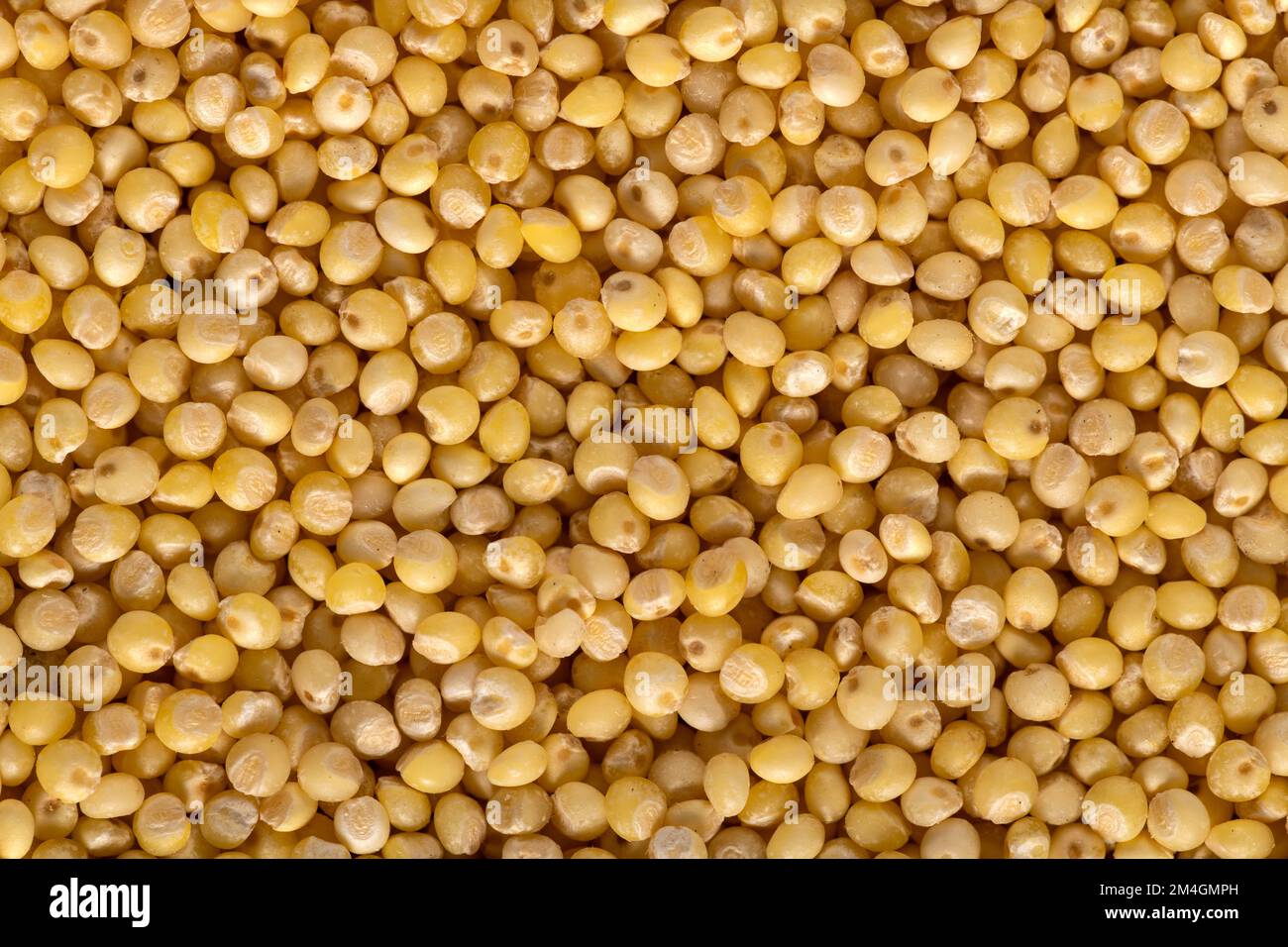 Macro background of raw millet bseeds close up. Millet seeds texture ...