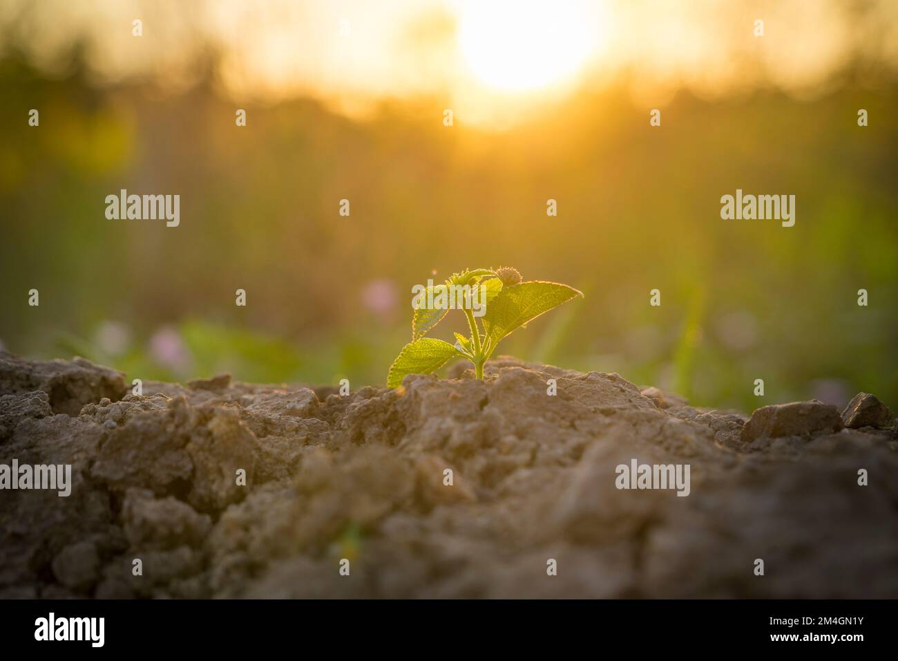 Young plant growing up on crack earth, theme green grass rising on ...