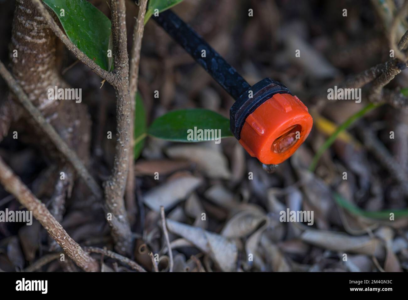 Green plant growing in the drip system. Sprinkler systems, drip irrigation. Water saving drip ...