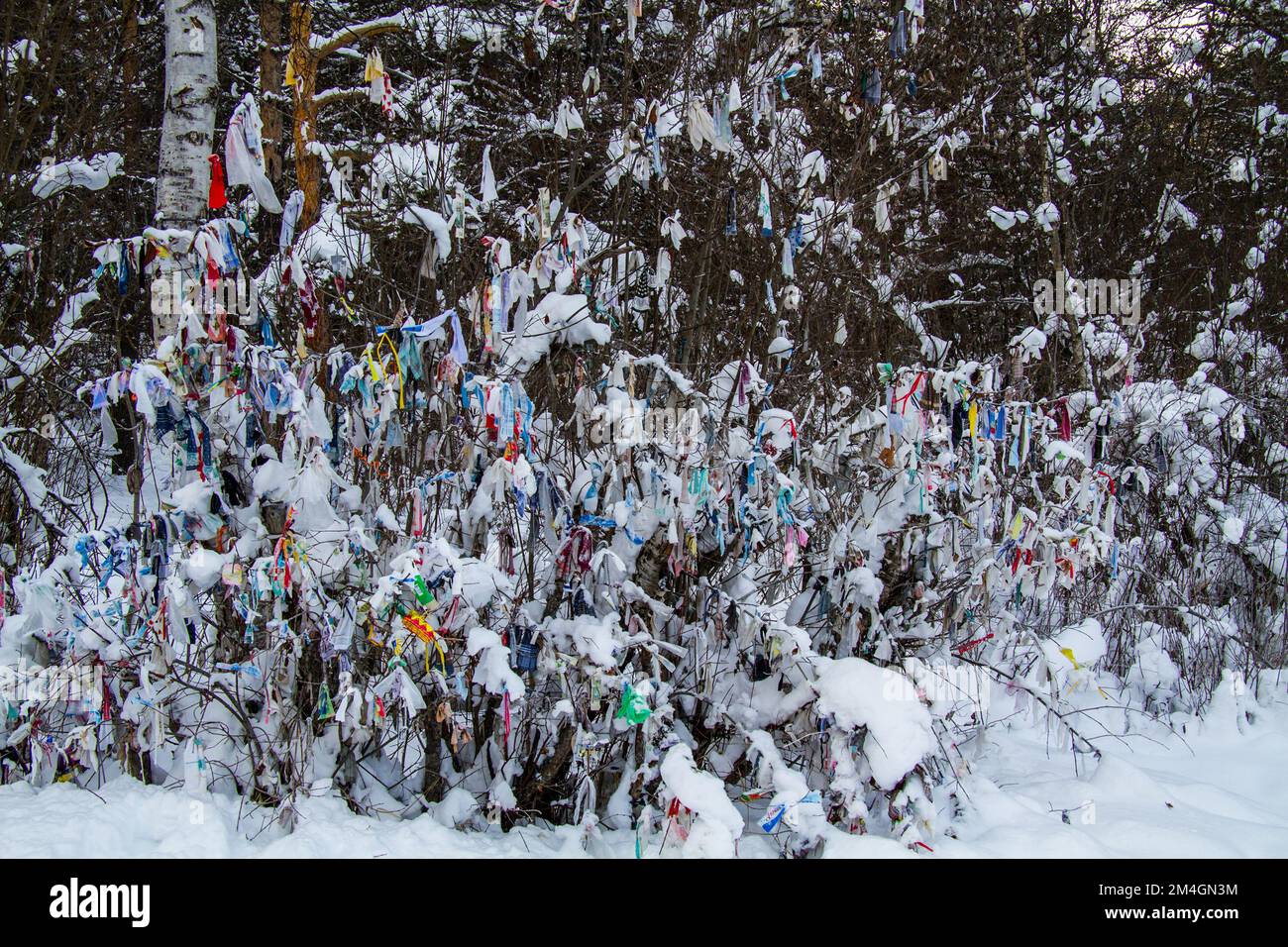 Sacred trees with tied ribbons, Wish tree. Shamanistic and buddic rites ...