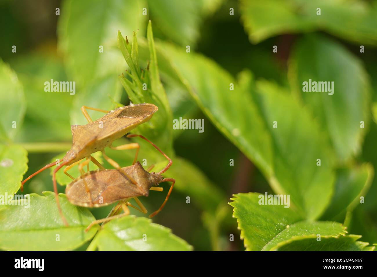 pair of brown edge bugs on a grove in the sun Stock Photo - Alamy