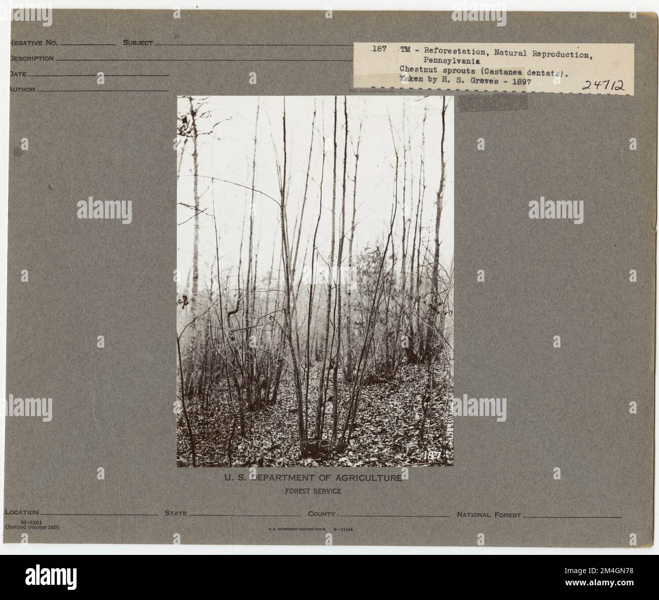 Reforestation - Pennsylvania. Photographs Relating to National Forests ...