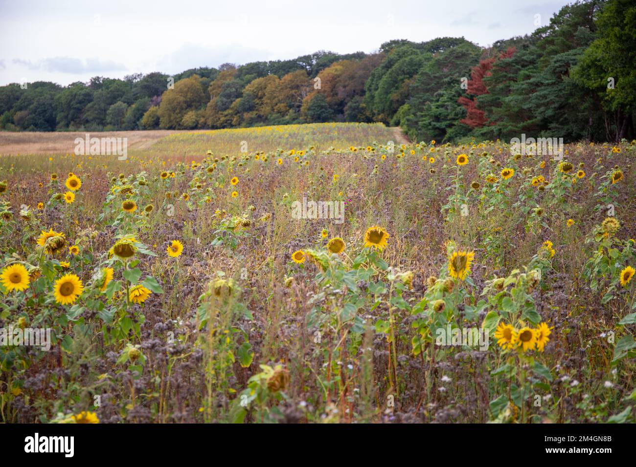A yellow flower in a field. High quality photo Stock Photo - Alamy