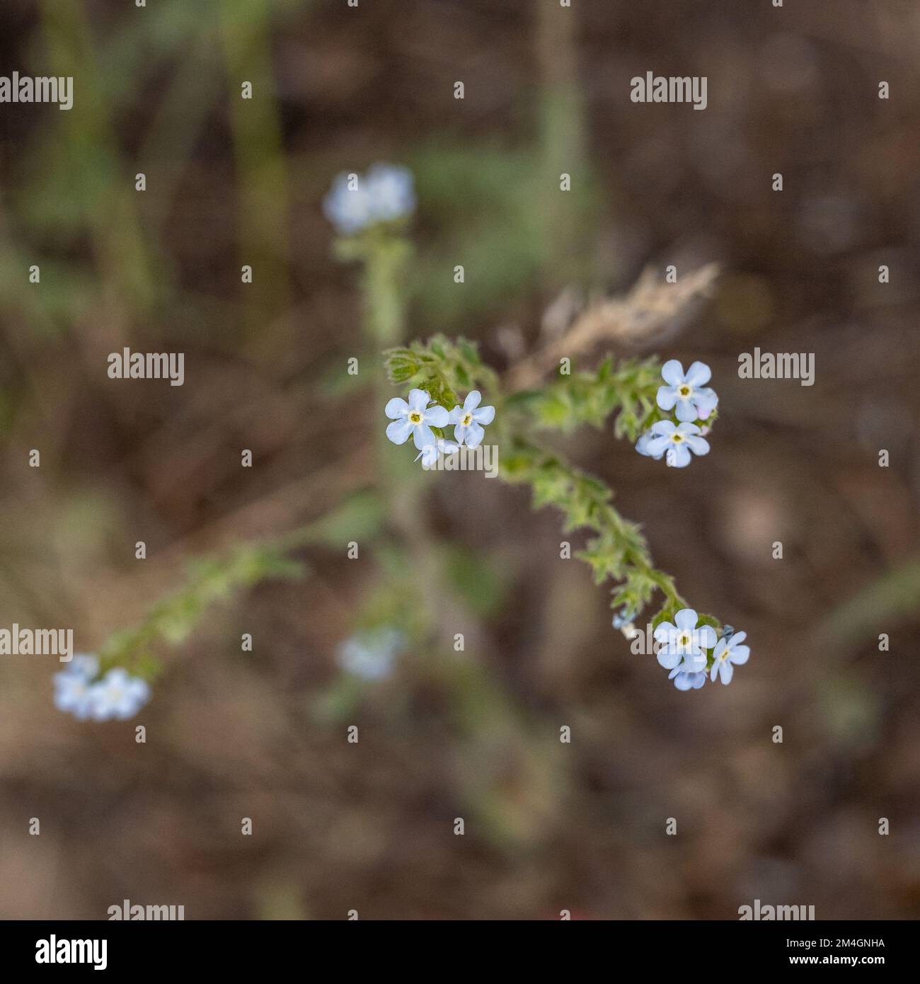 Chapin mesa stickseed hi-res stock photography and images - Alamy