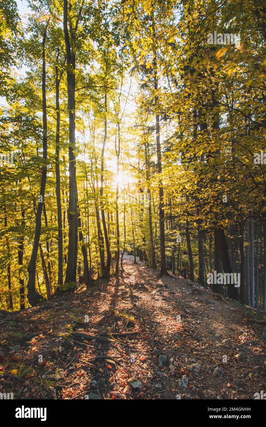 Orange and yellow warm sun illuminates the orange-red forest and forest ...
