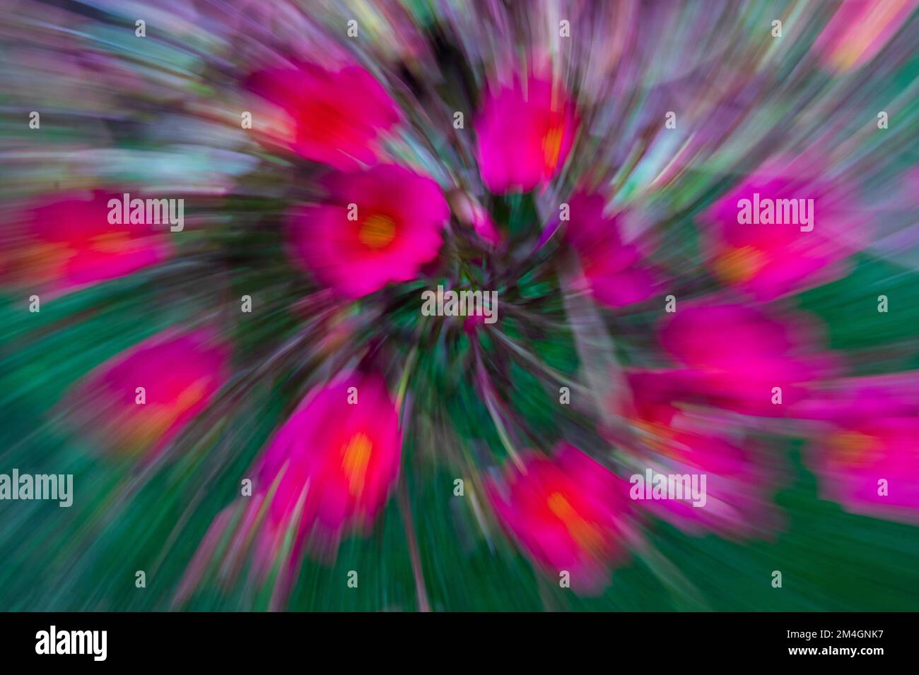 Pink Flowering Zoomed Out Stock Photo - Alamy