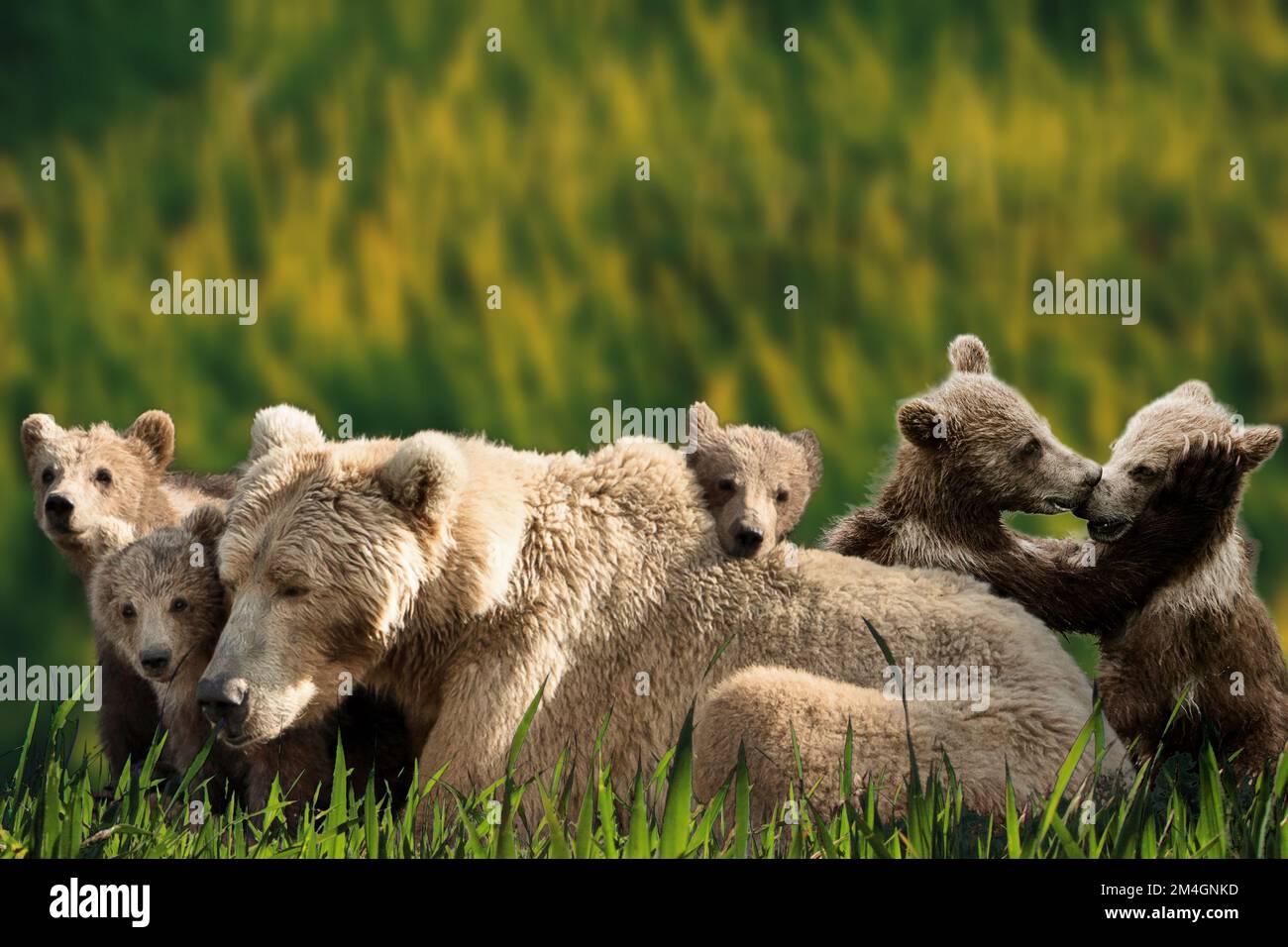 A family of Bears Stock Photo - Alamy