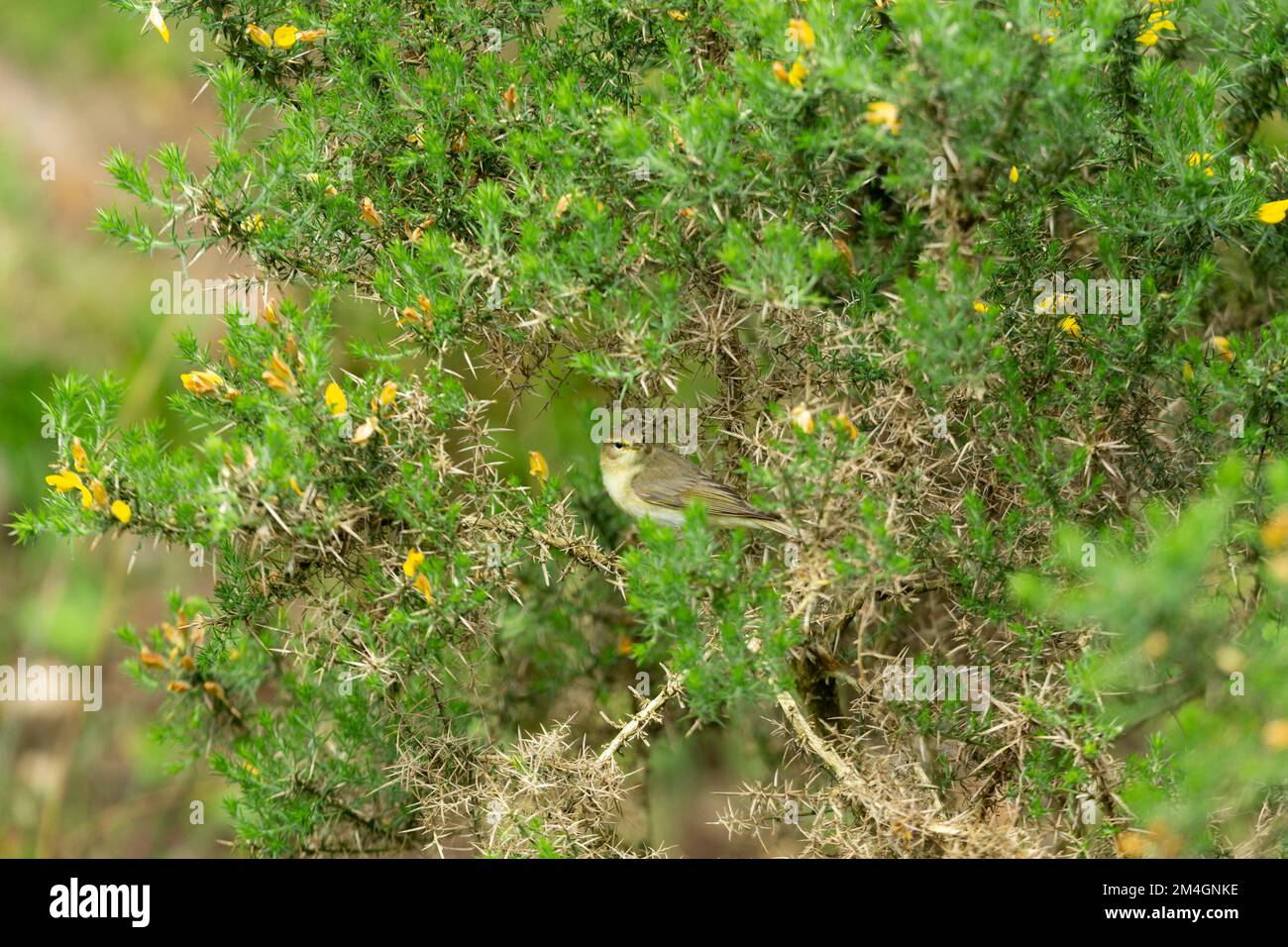 Willow warbler Phylloscopus trochilus, adult perched in gorse, Isle of Mull, Scotland, UK, June ...