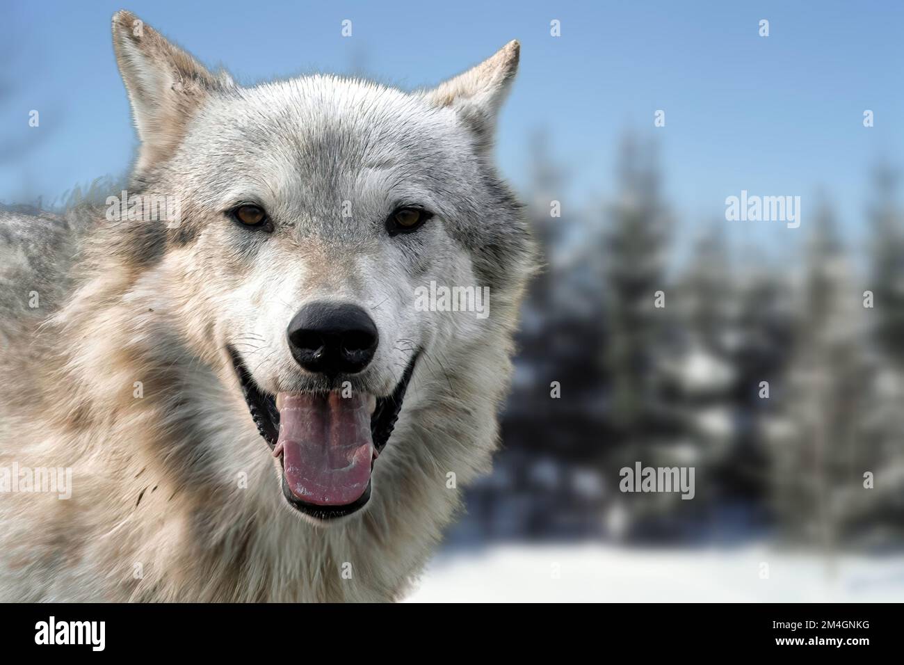 Severe gaze hi-res stock photography and images - Alamy