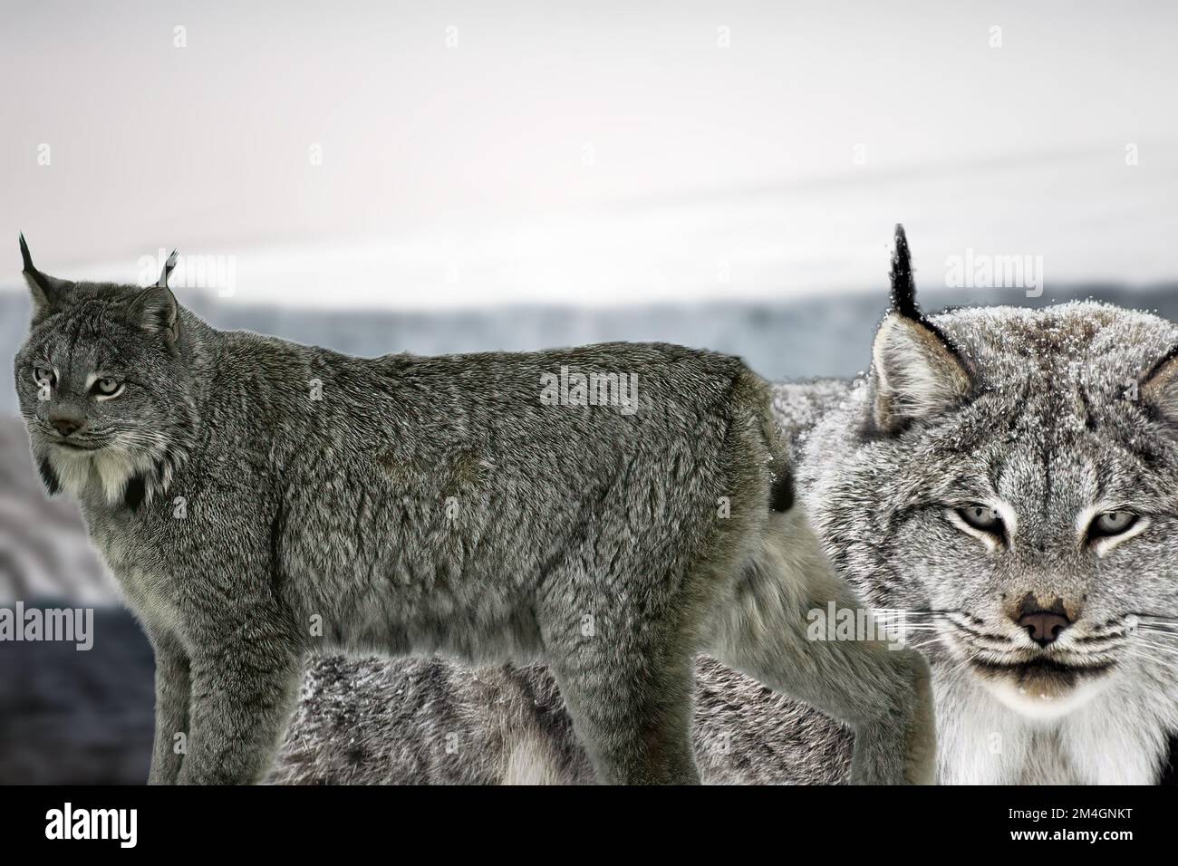 Lynx canadensis (Canadian Lynx Stock Photo - Alamy