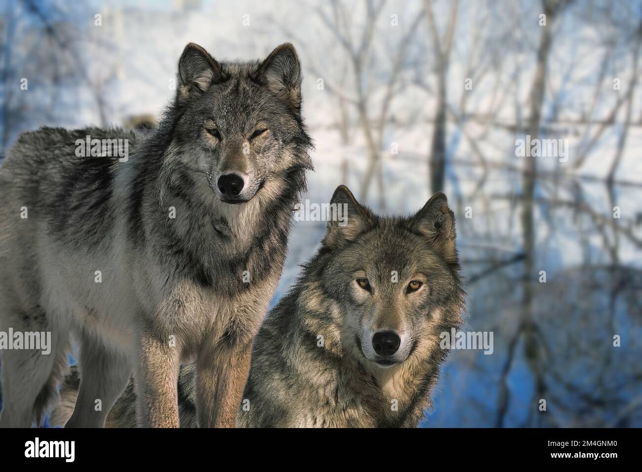 Female Red Brown Wolf