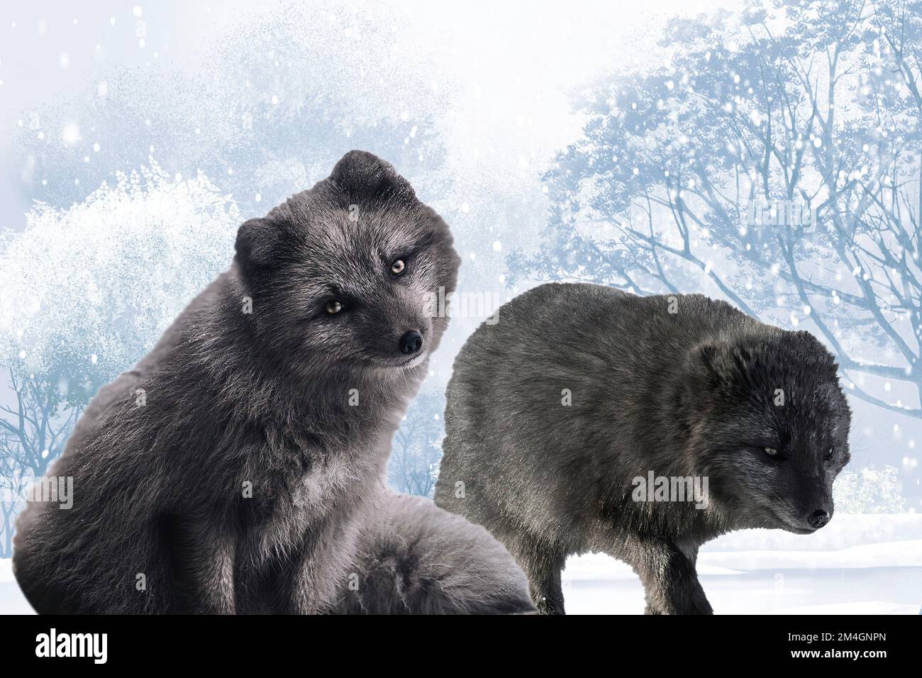 Arctic fox winter camouflage hi-res stock photography and images - Alamy