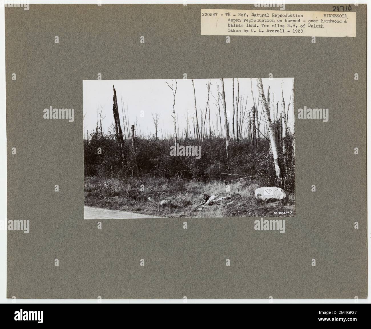 Reforestation - Minnesota. Photographs Relating to National Forests ...