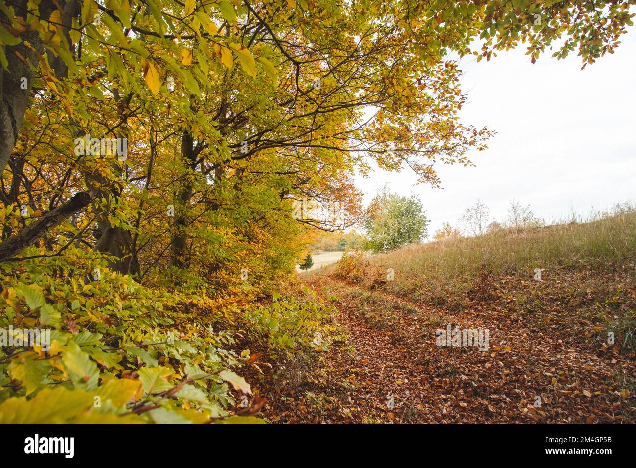 Red and orange warm sun illuminates the orange-red forest and forest ...