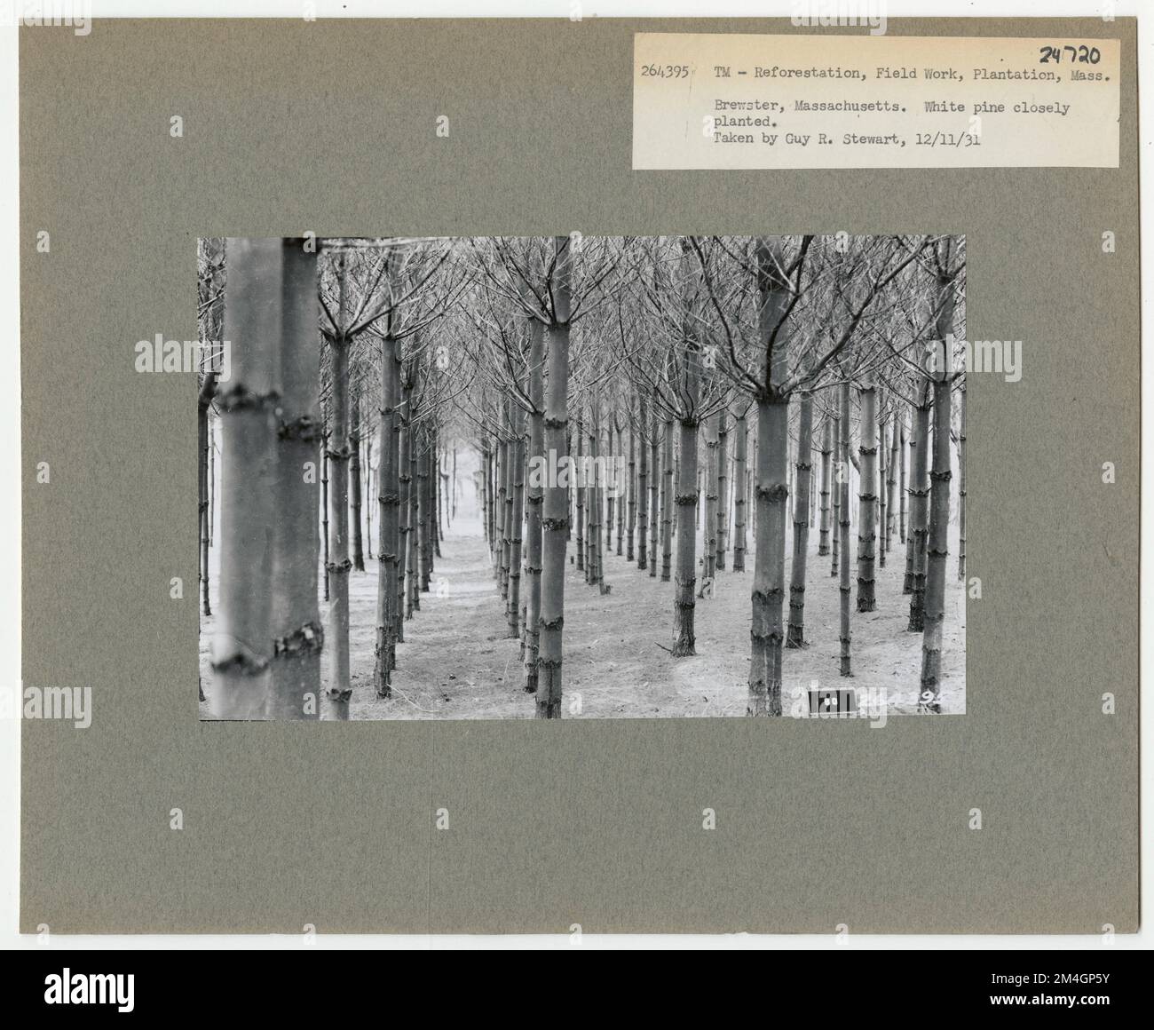 Reforestation - Massachusetts. Photographs Relating to National Forests ...
