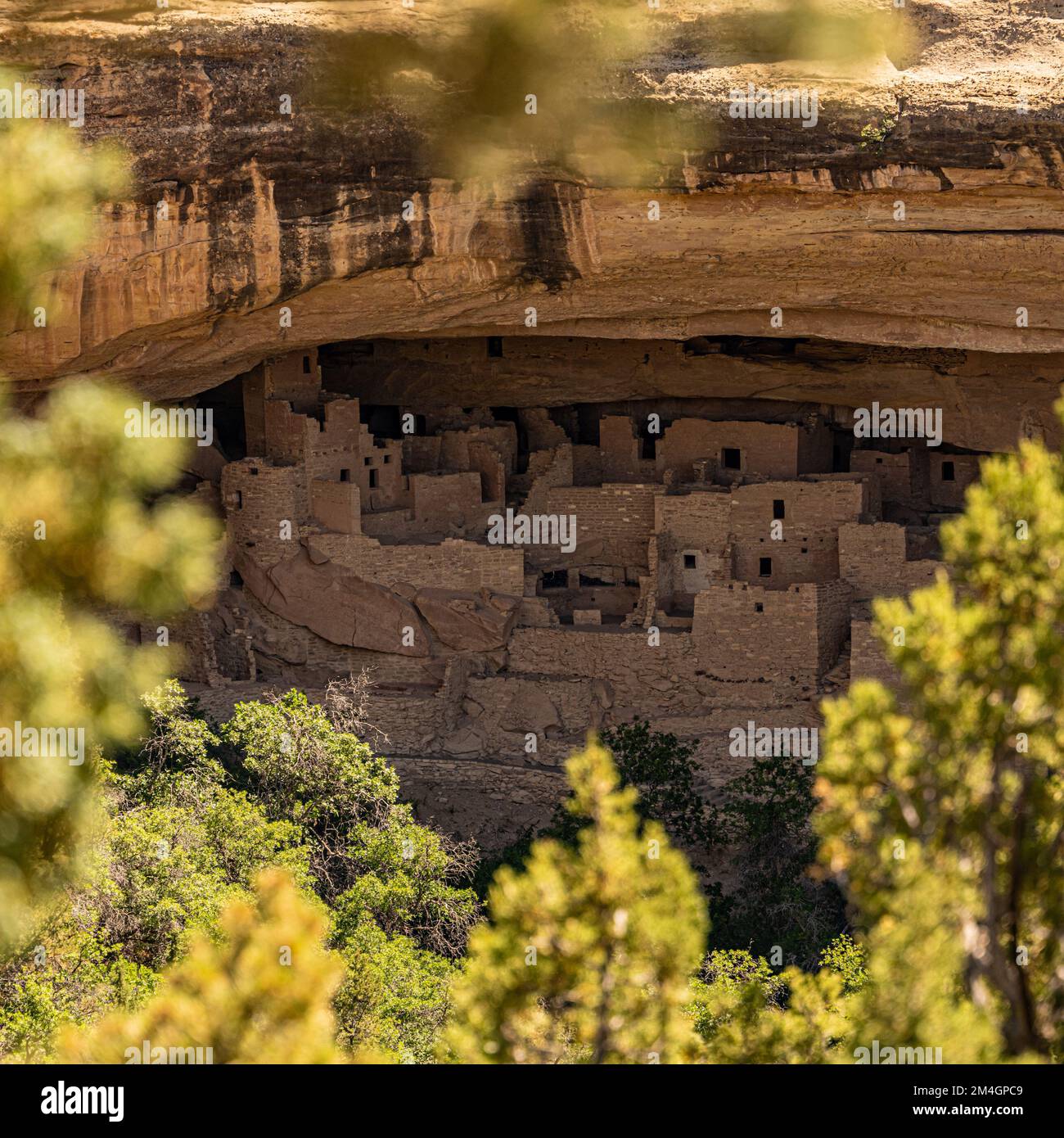 Tree Branches Frame Spruce Tree House From A Distance in Mesa Verde ...